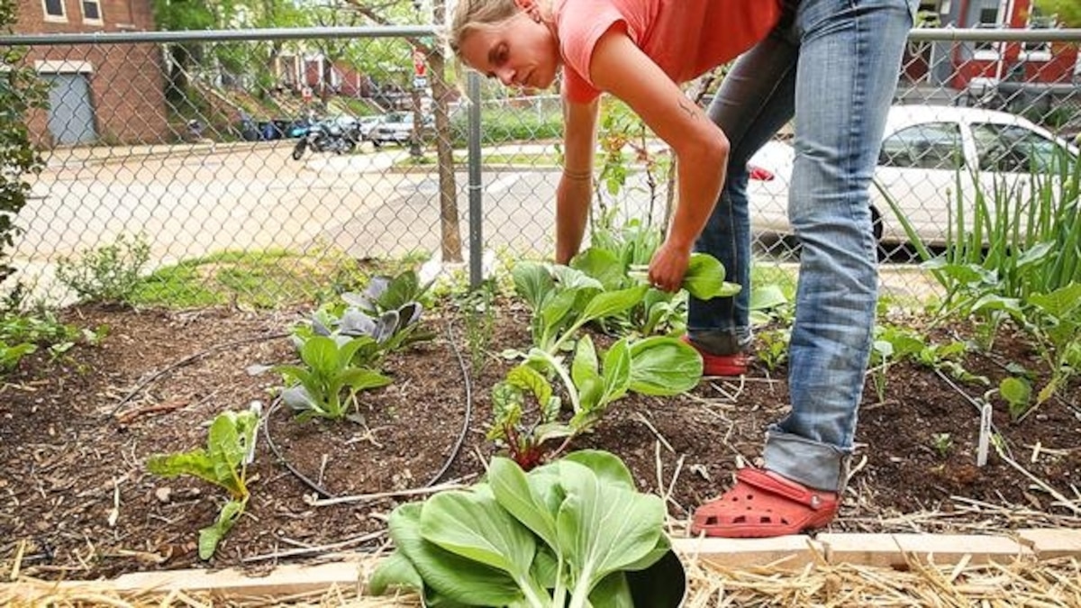 Urban Farming Yields Fresh Foods, Land Reuse | Nat Geo Food | National ...