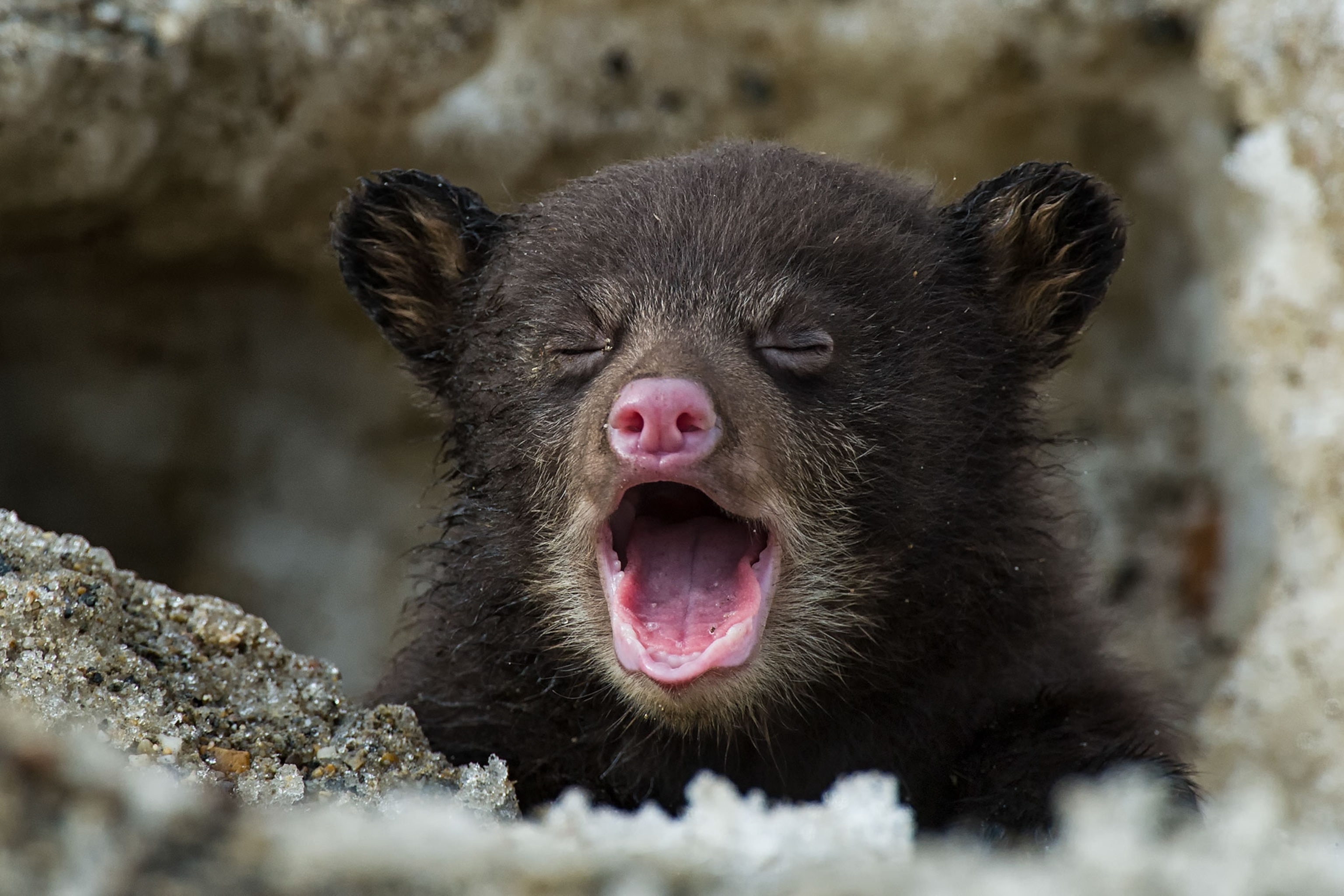 These Real-Life Bear Cubs Are All Winners