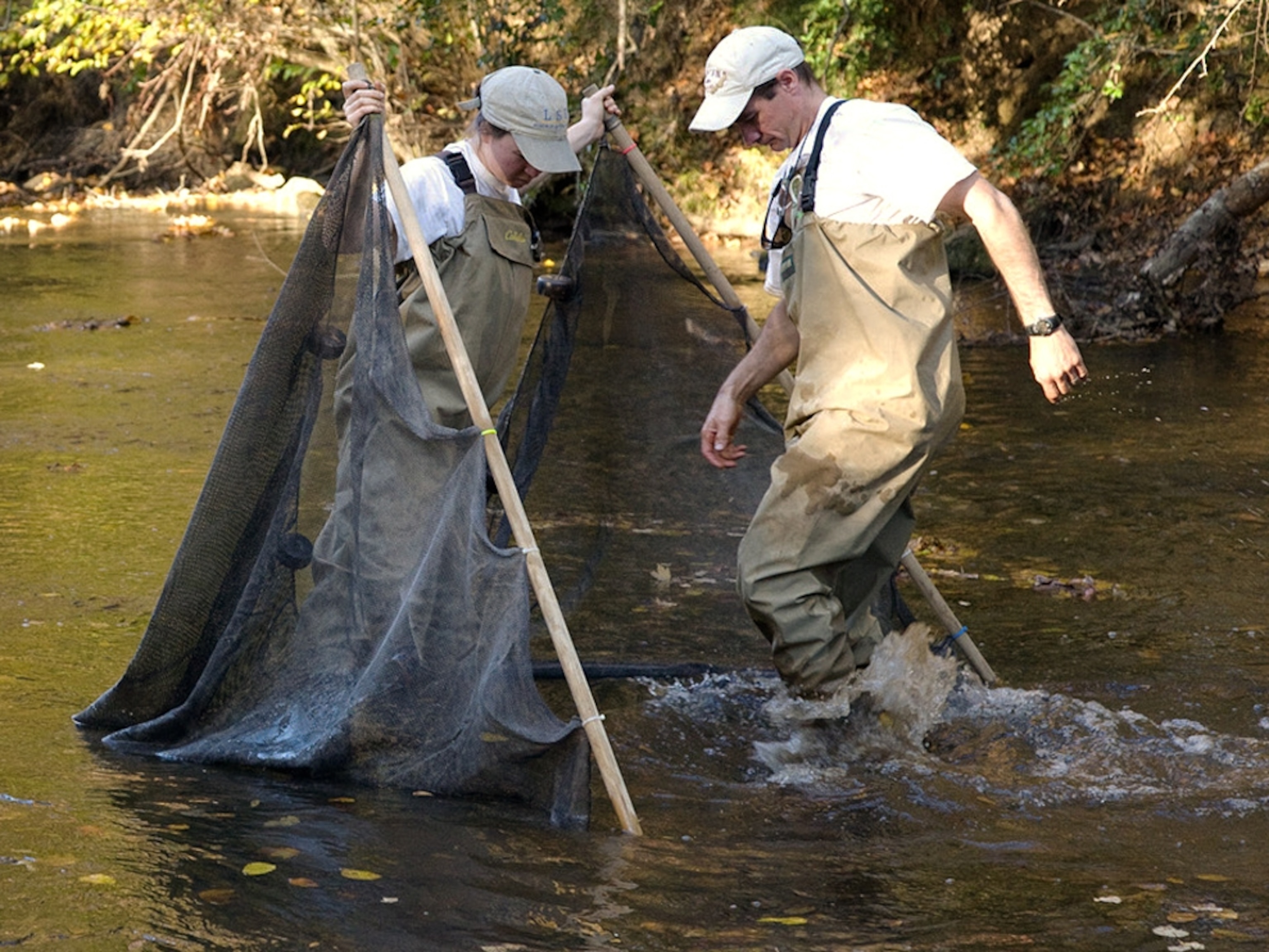 Photos: New Giant "Bearded" Crayfish Species
