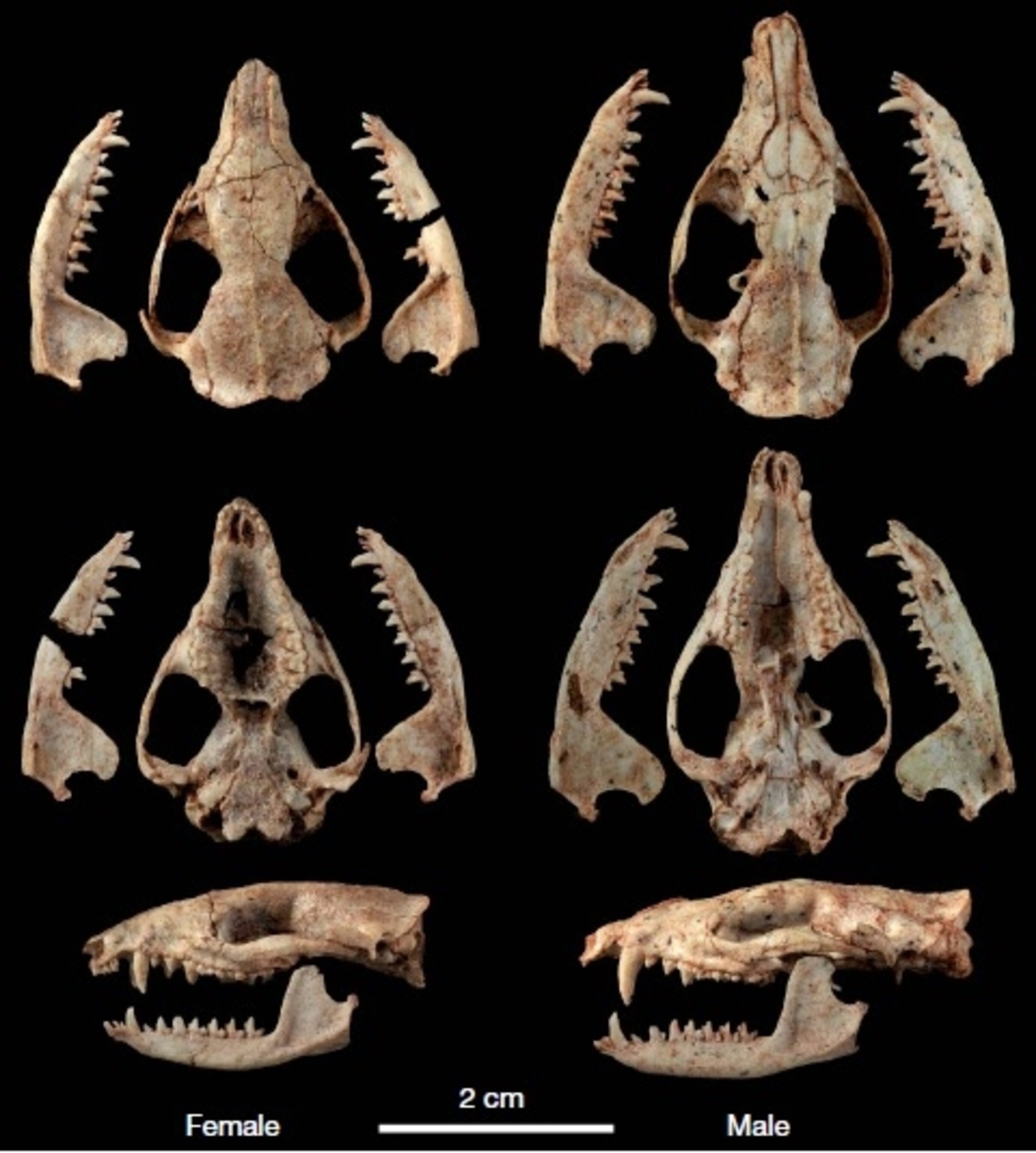 A Plethora of Fossil Possums | National Geographic