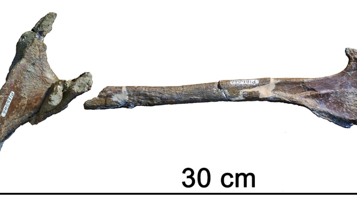 Tiny T. Rex Ancestors Achieved World Domination | National Geographic
