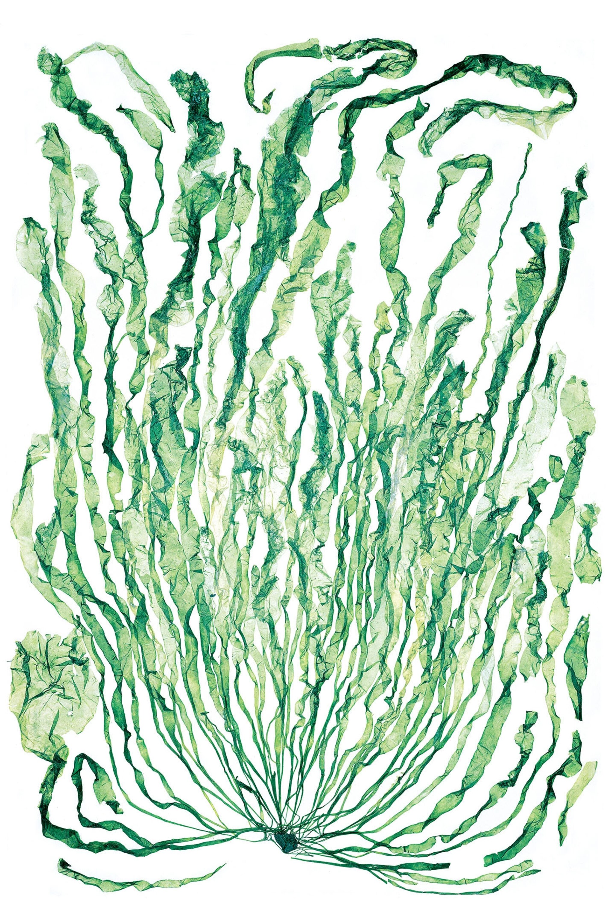 These painstakingly preserved plants are still radiant centuries later