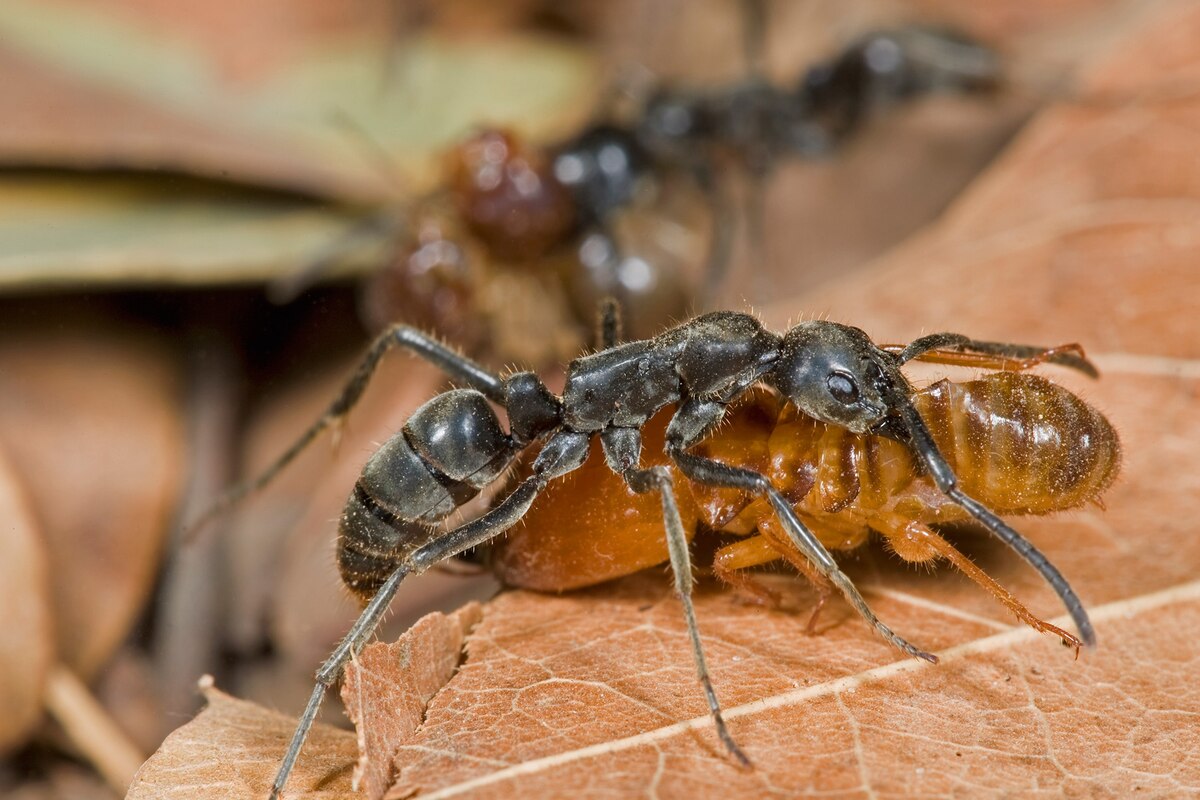 Do Animals Go to War?