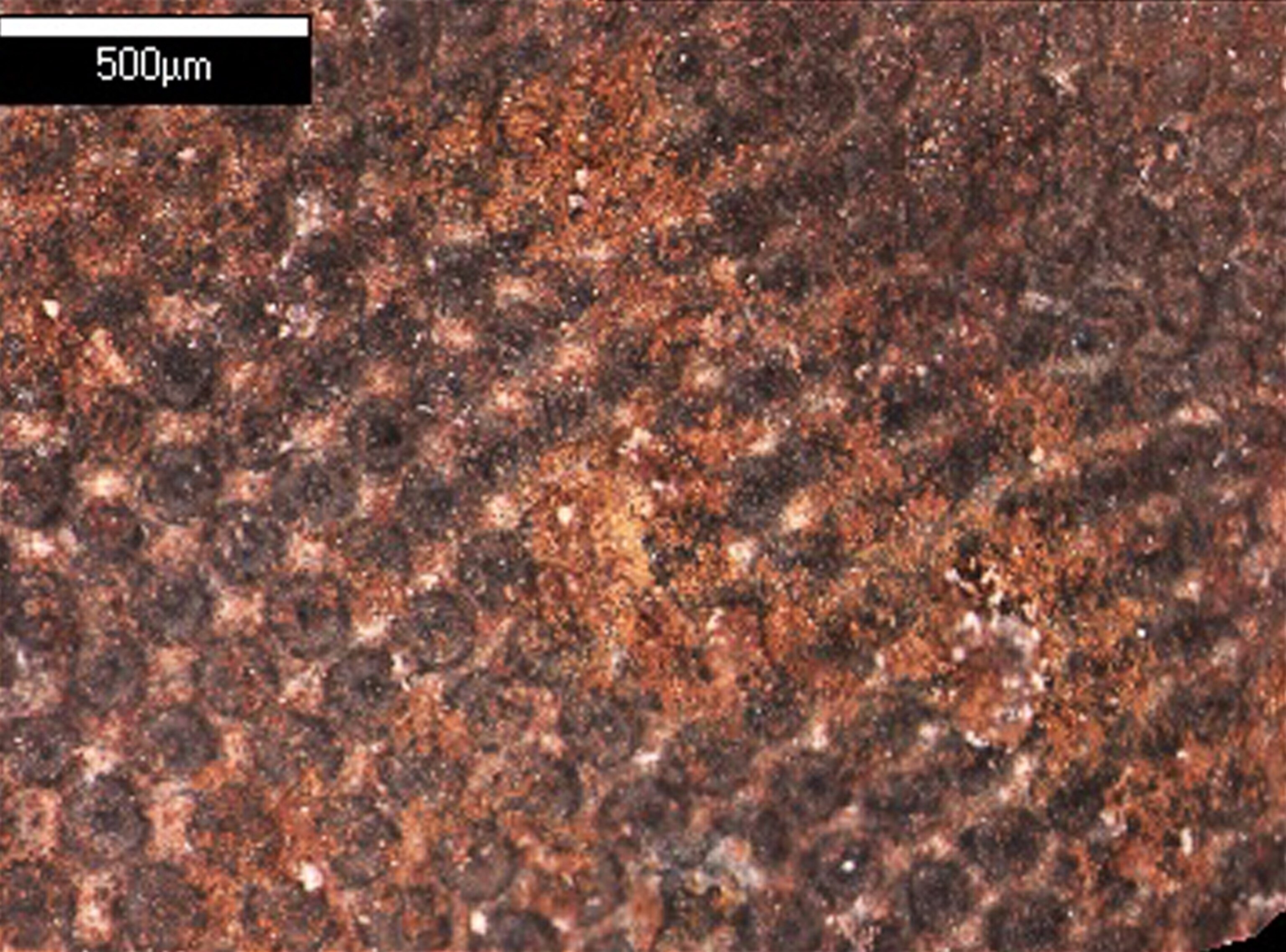 Pictures: Prehistoric Eyes Found—Surprisingly Advanced | National ...