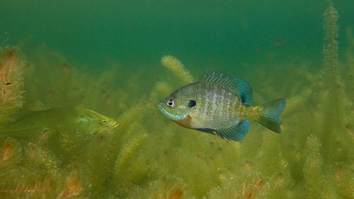 Why the Friendliest Fish End Up On Your Dinner Plate | National Geographic