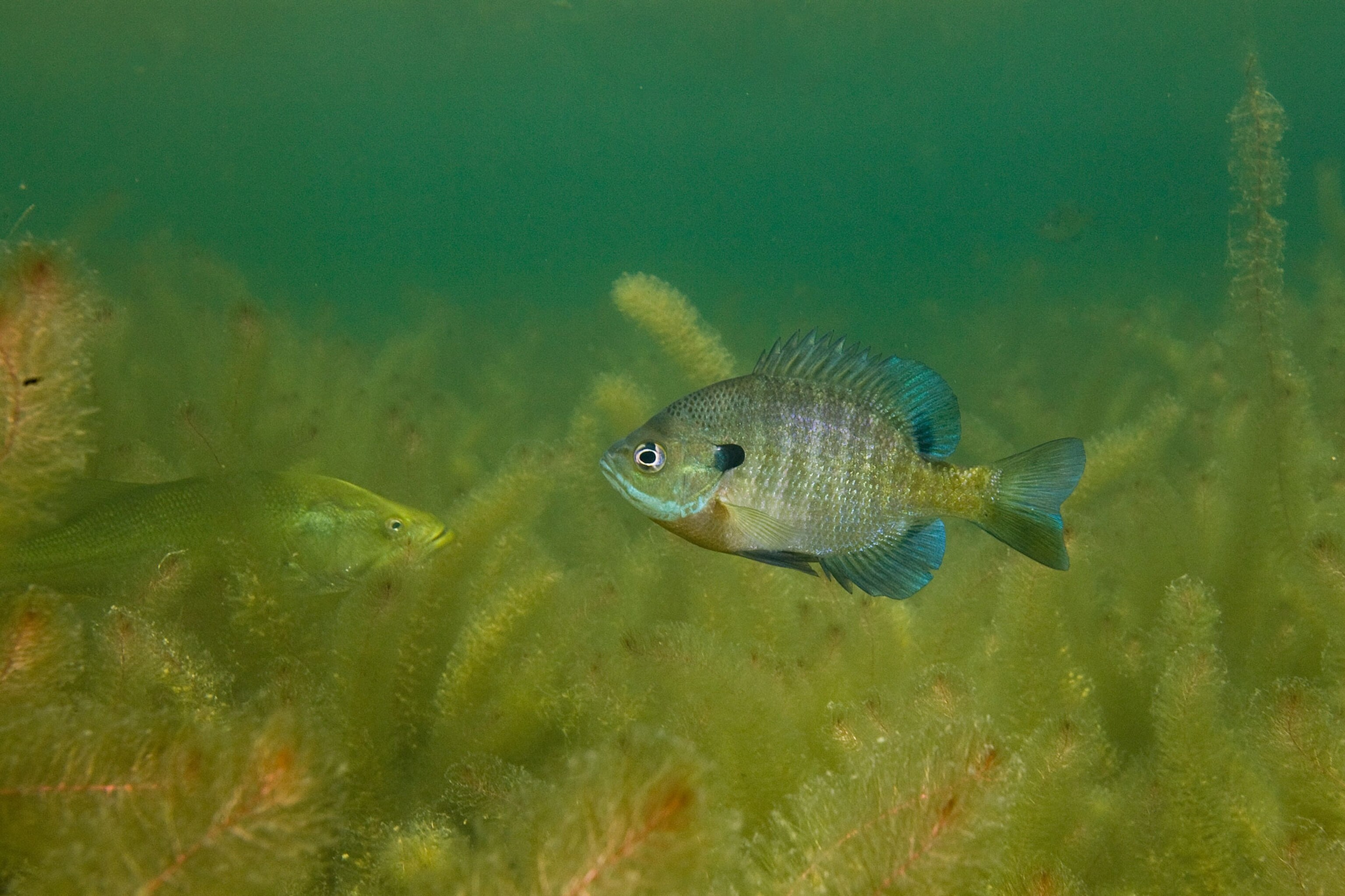 Why the Friendliest Fish End Up On Your Dinner Plate