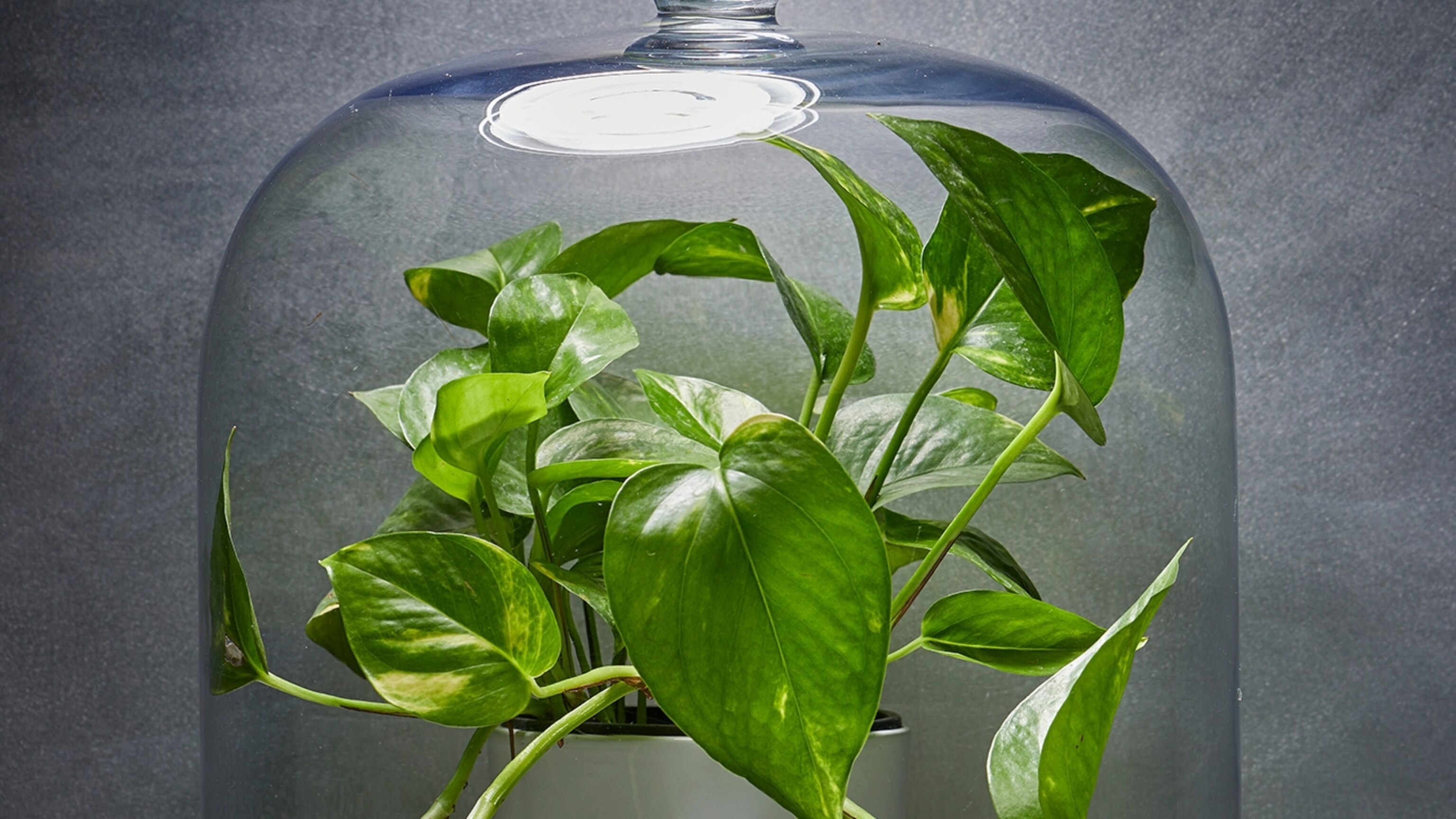 Plants that clean the air and remove toxins store