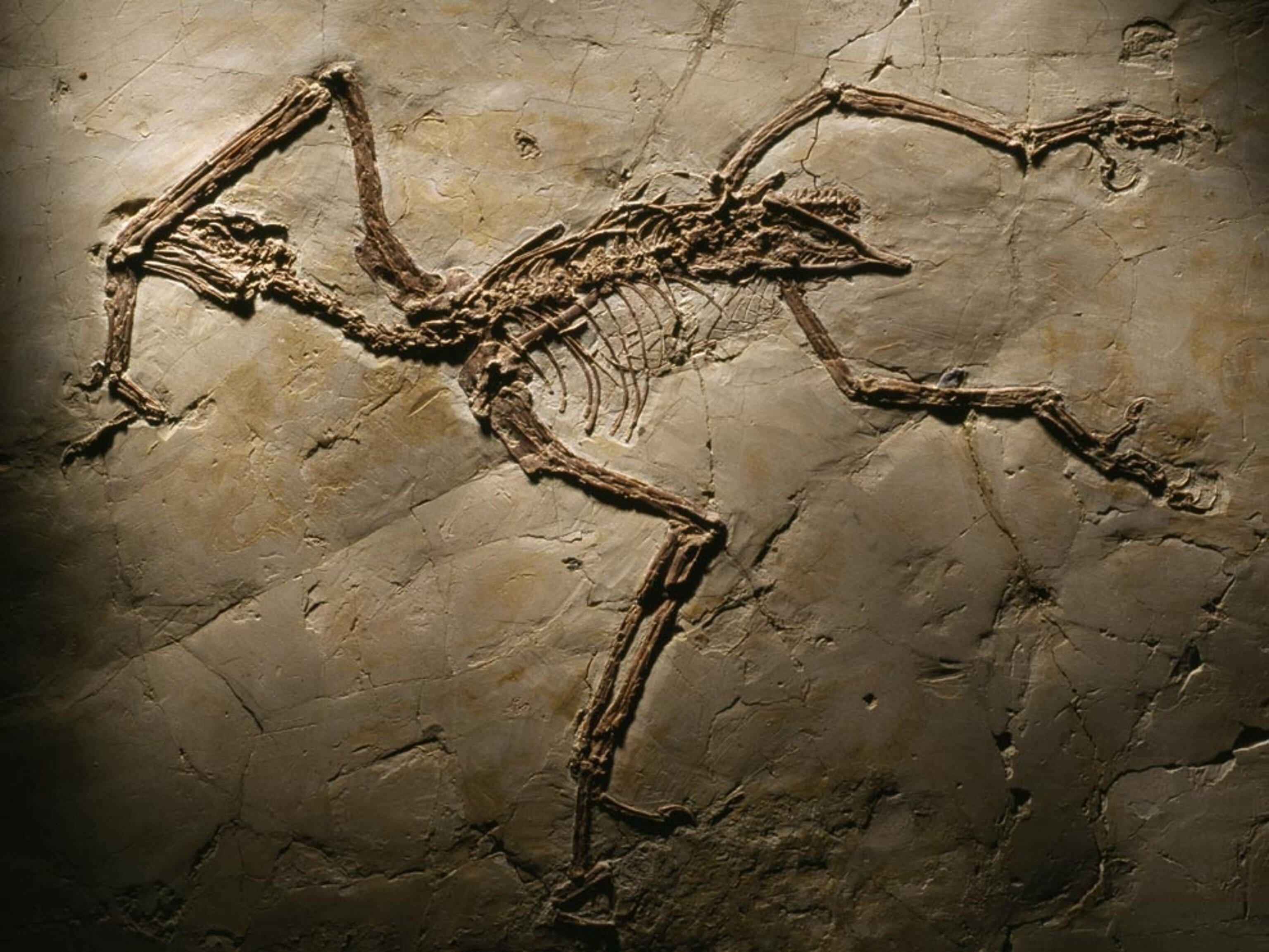 Cretaceous Period Photos, Dinosaur Photos -- National Geographic