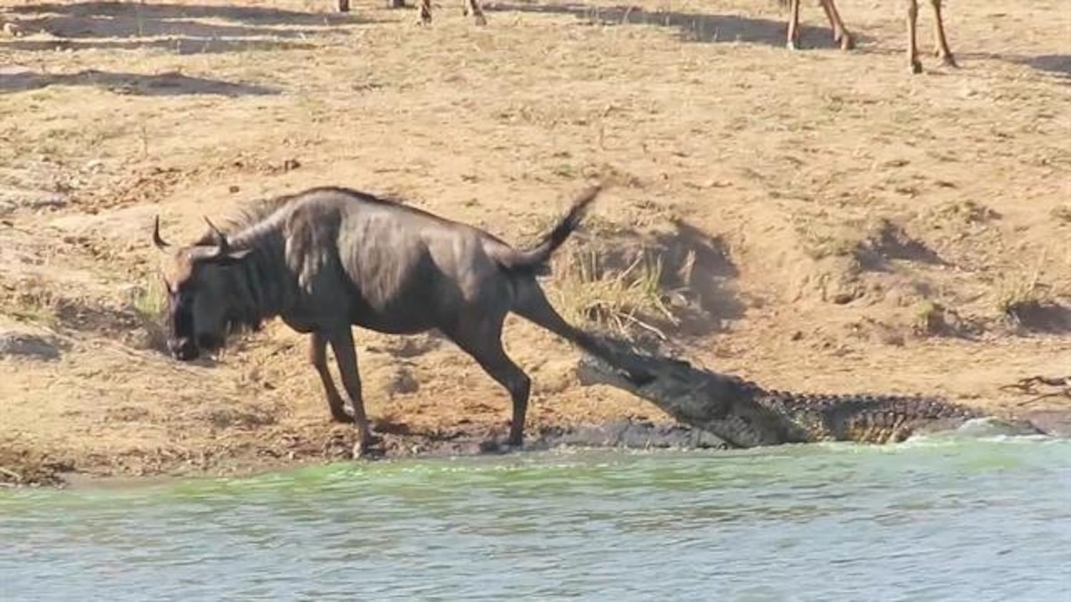 Hippos Save a Wildebeest From Crocodile’s Jaws | National Geographic