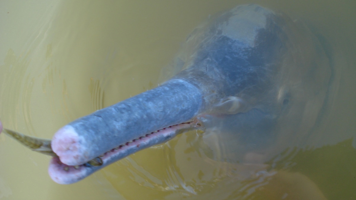 First New Species of River Dolphin Discovered in a Century | National ...