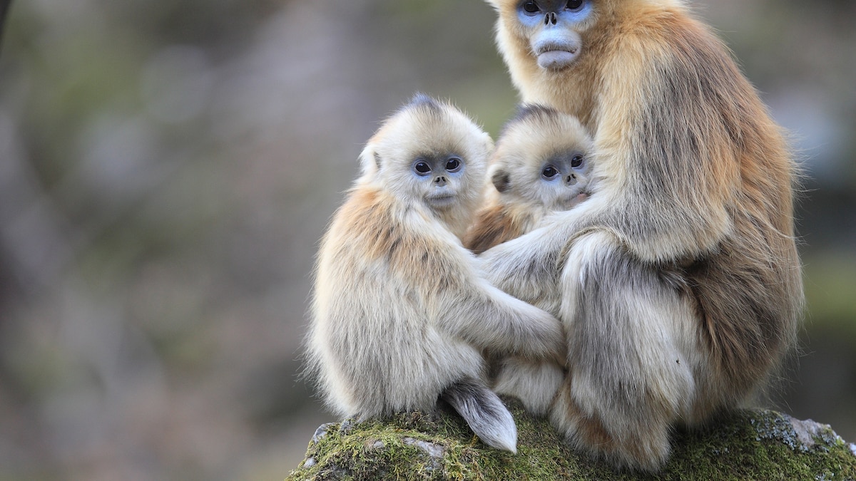 Golden snub-nosed monkeys nurse each other’s babies | National Geographic
