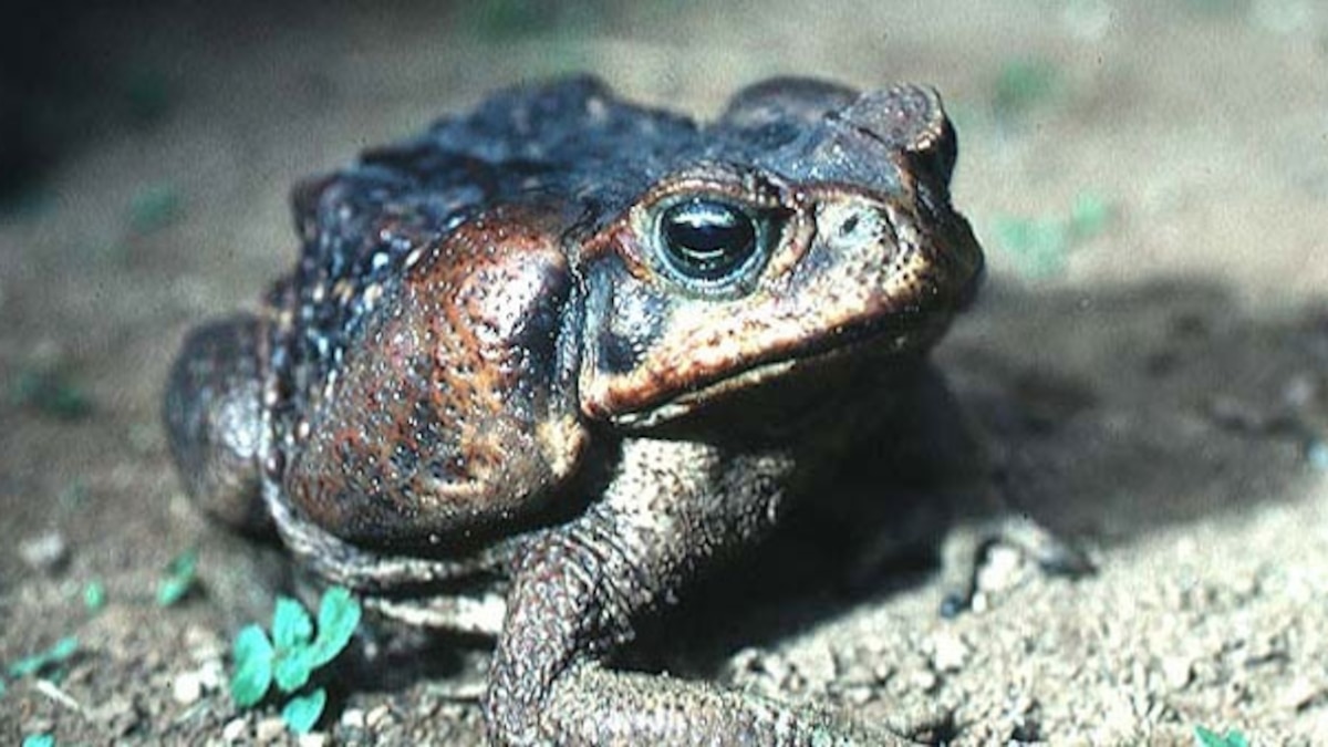 To control cannibal toads, you just need the right bait | National ...