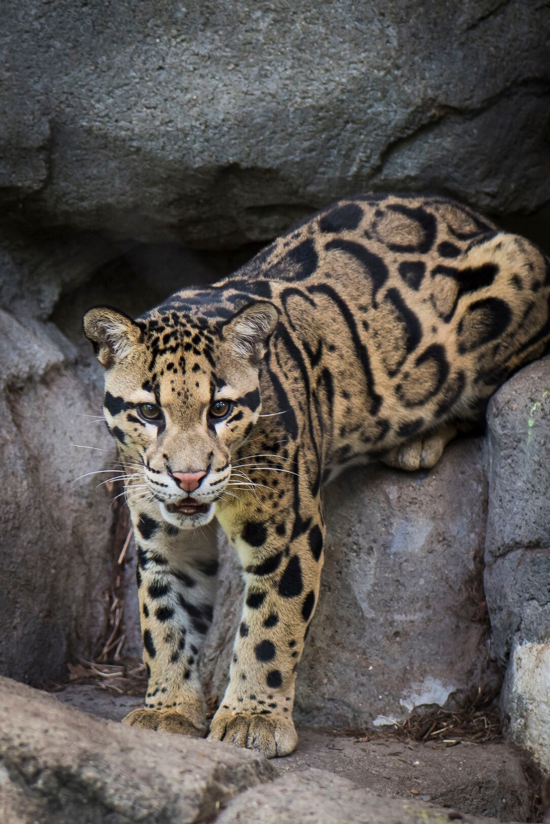 Clouded Leopard Hunting