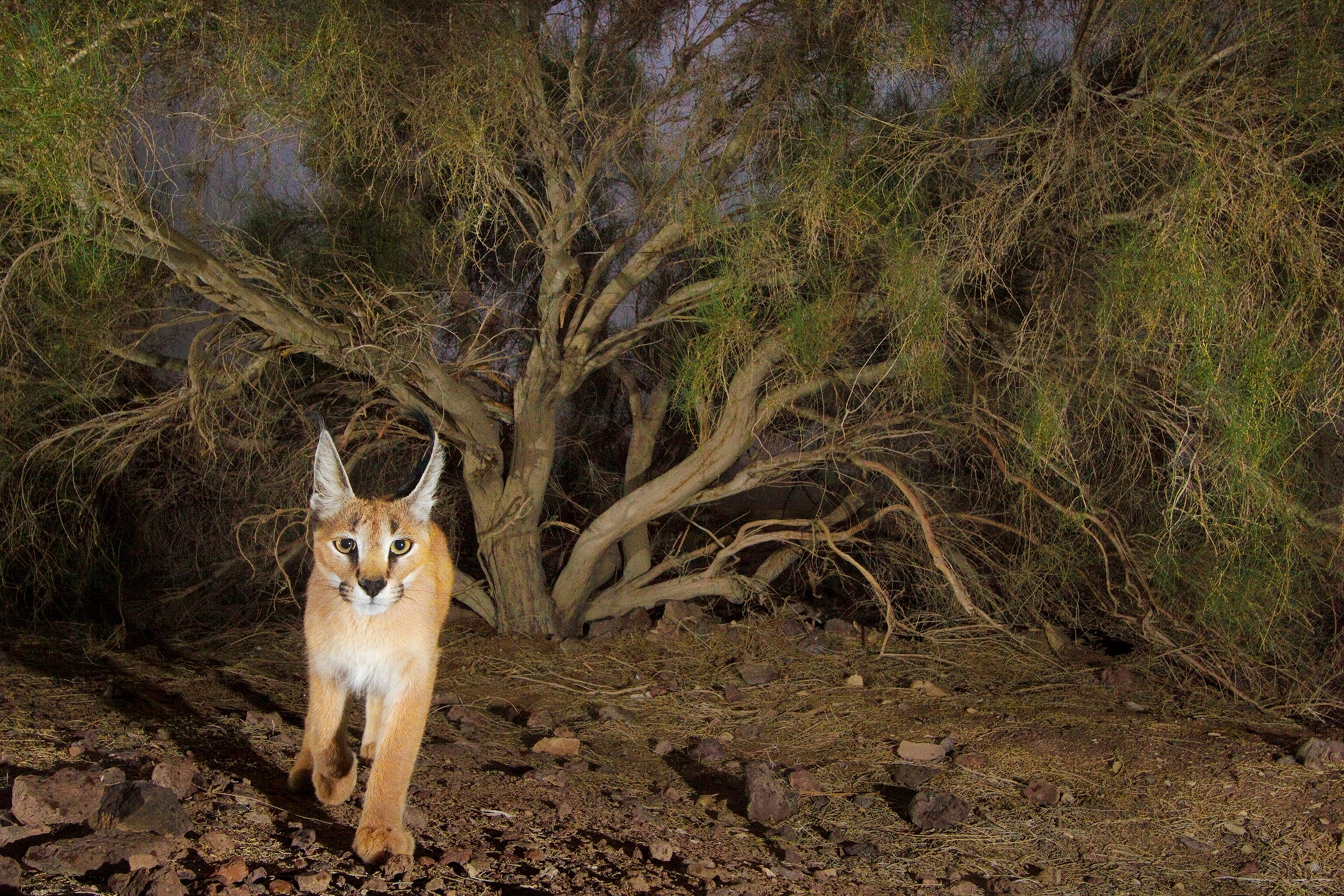 Meet the animals that survive extreme desert conditions