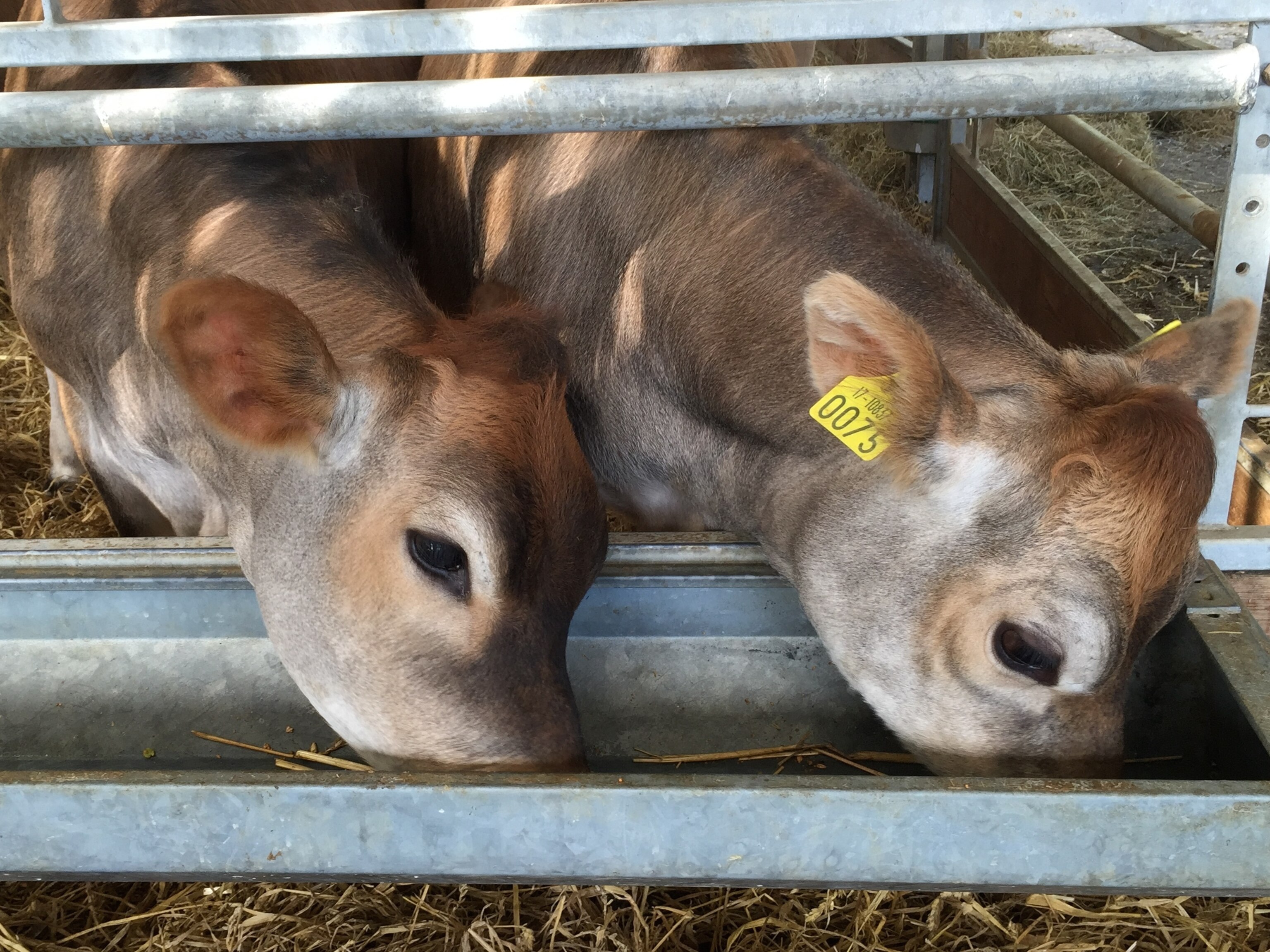 Cute Chicken = Meat: Irish Farm Teaches Reality to Urbanites