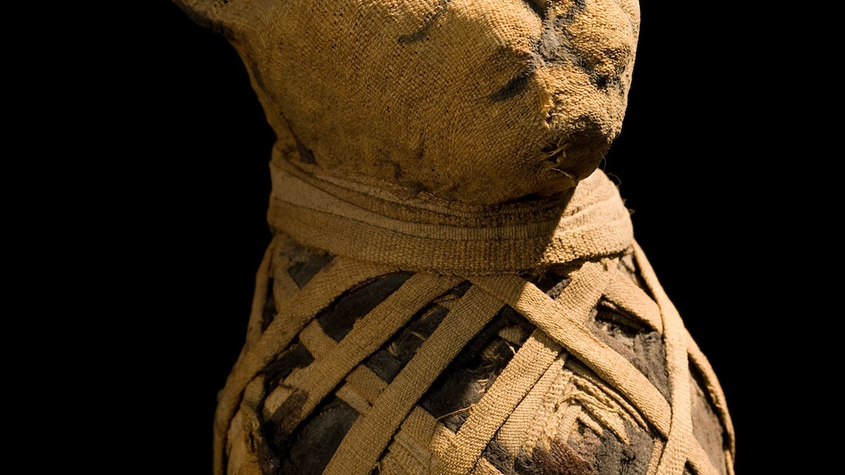 Peek Inside Cat Mummies With New X-ray Images