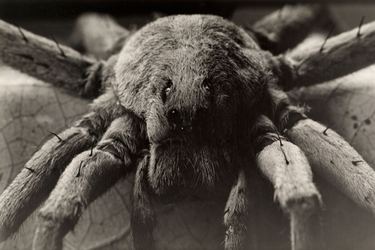 Vintage Pictures of Insects and Spiders