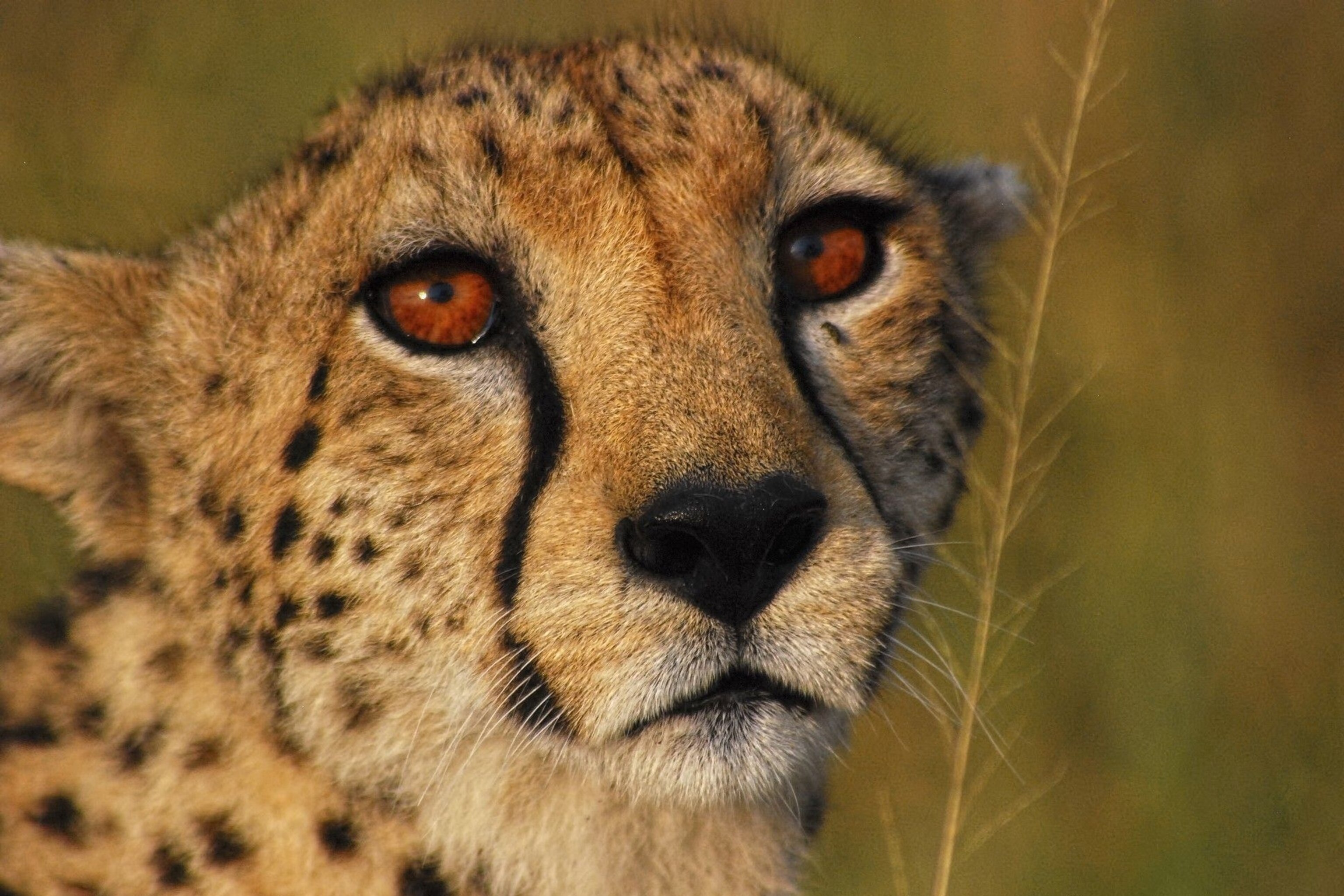 Cheetah-Dog Friendship Isn't As Strange As It Sounds