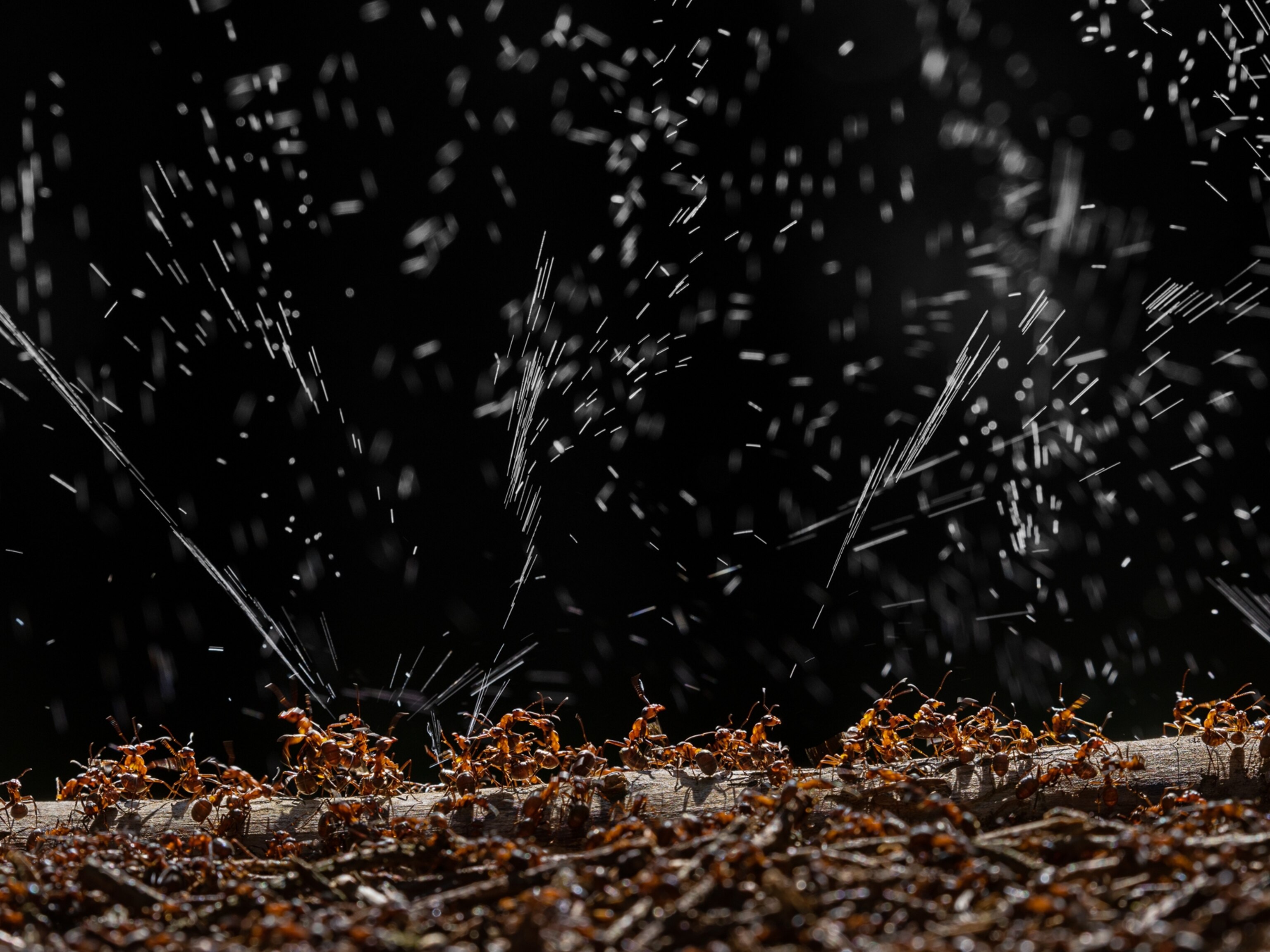 'Exploding Ant' Rips Itself Apart To Protect Its Own