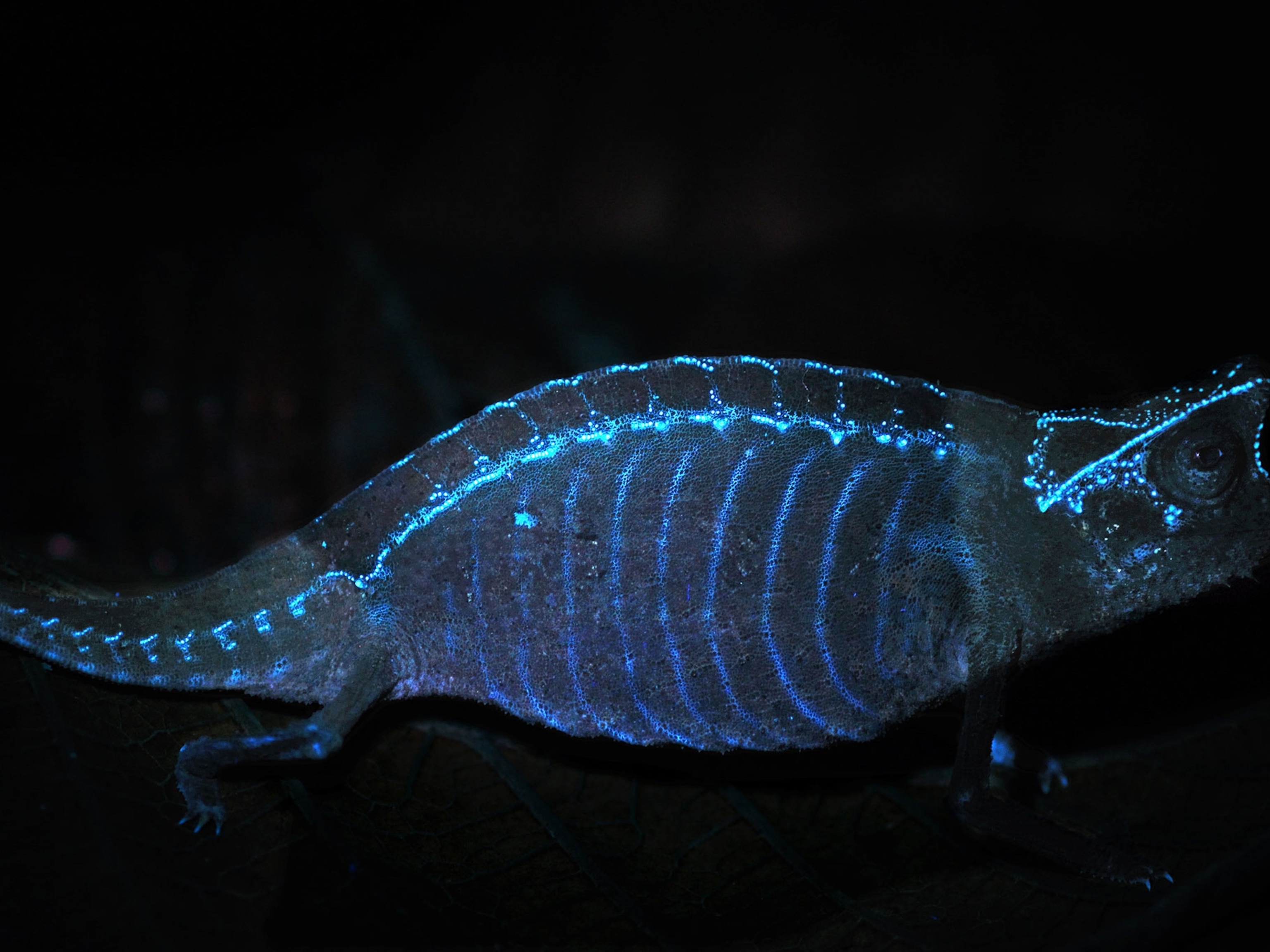Bioluminescent Land Animals