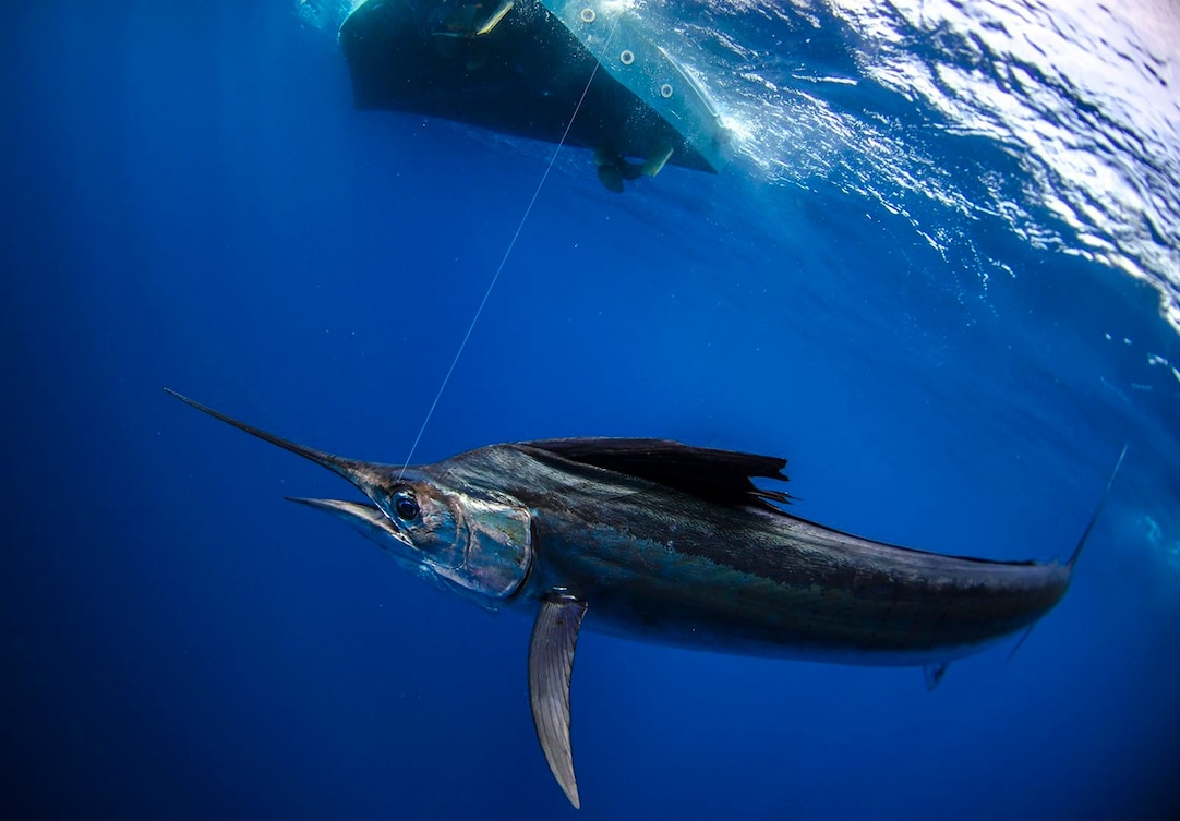 Sailfish