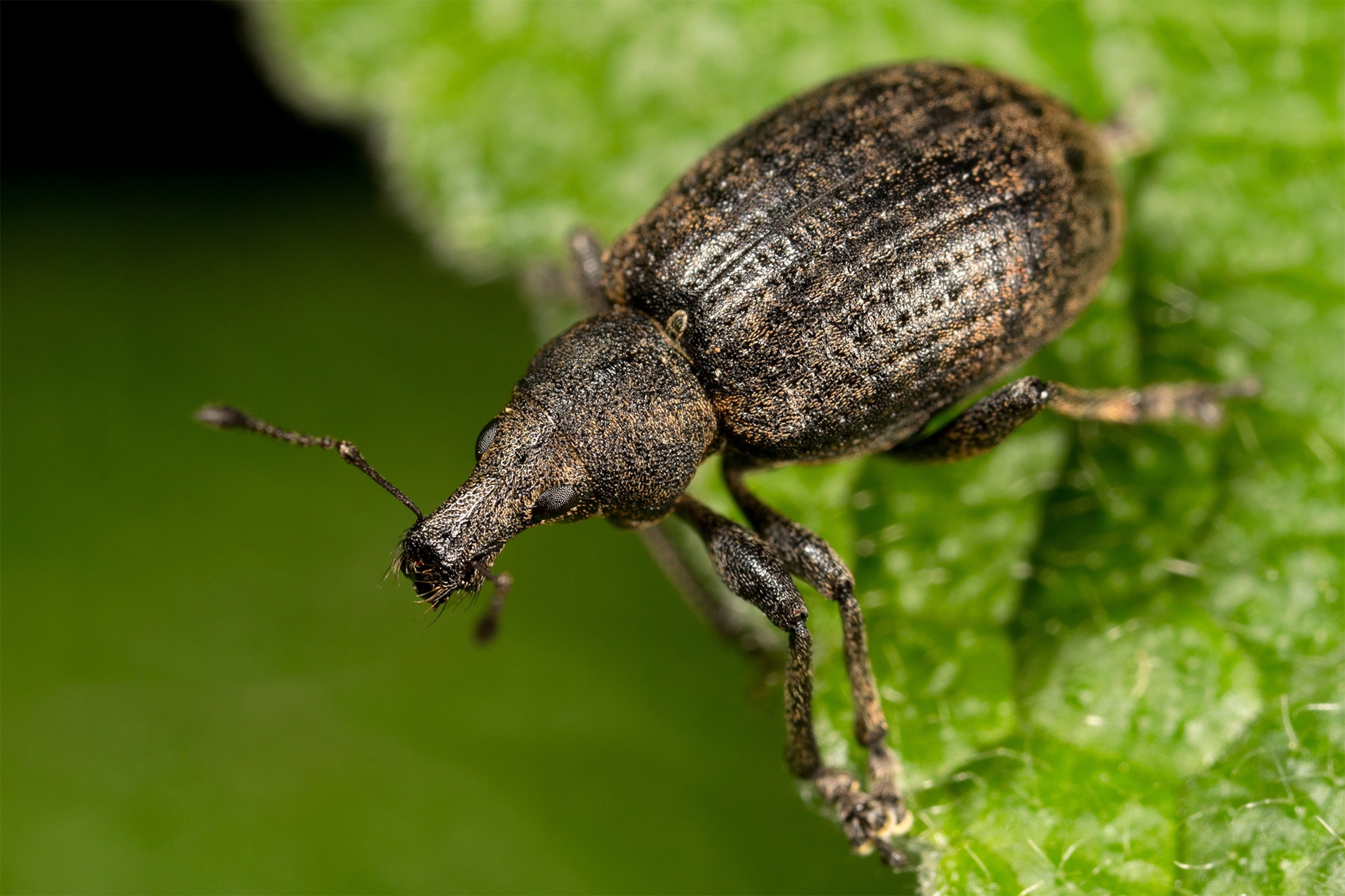 Slugs and Bugs: 6 Bizarre Animal Mascots in U.S. Sports | National ...