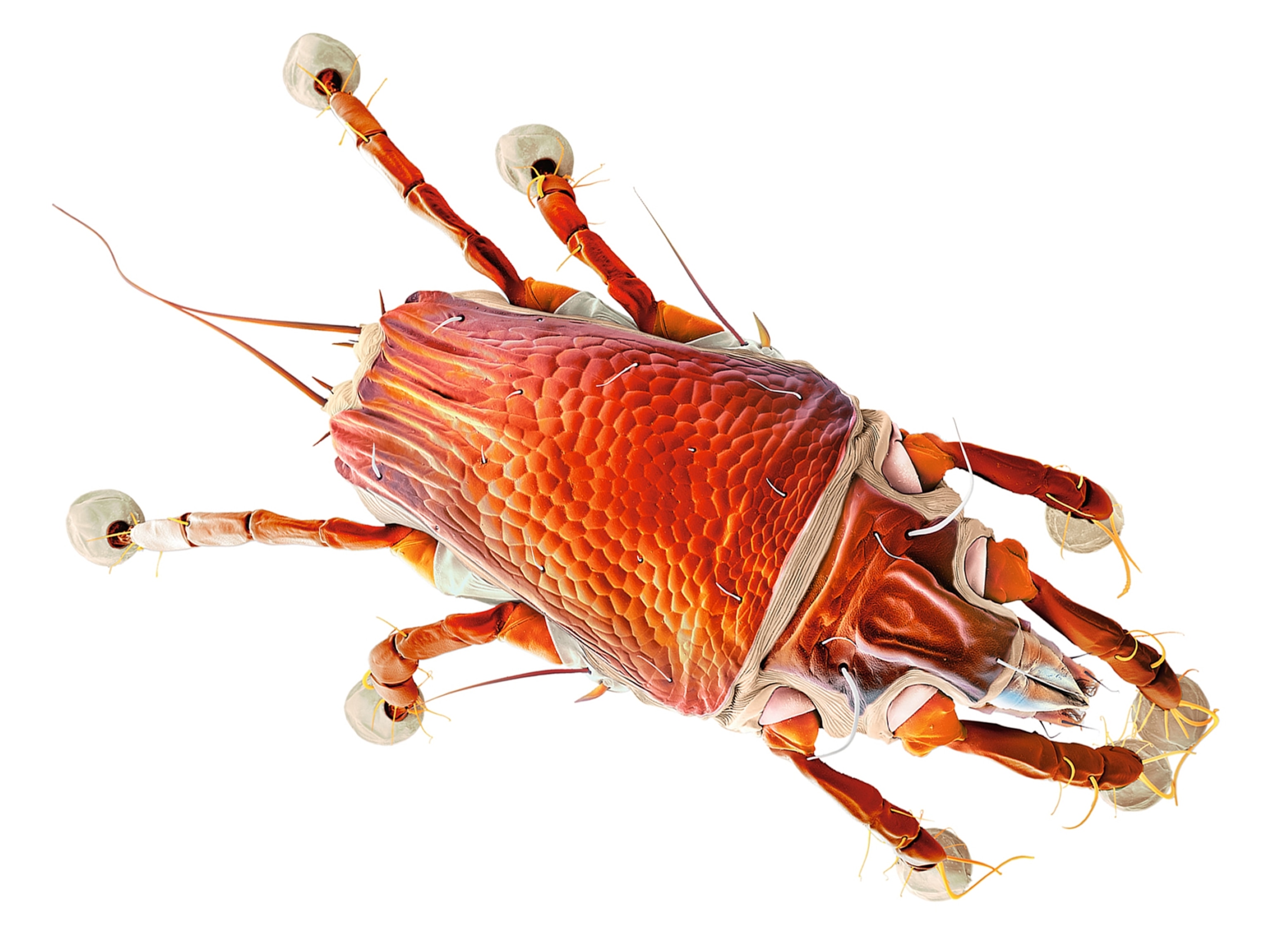 Mighty Mites - National Geographic Magazine