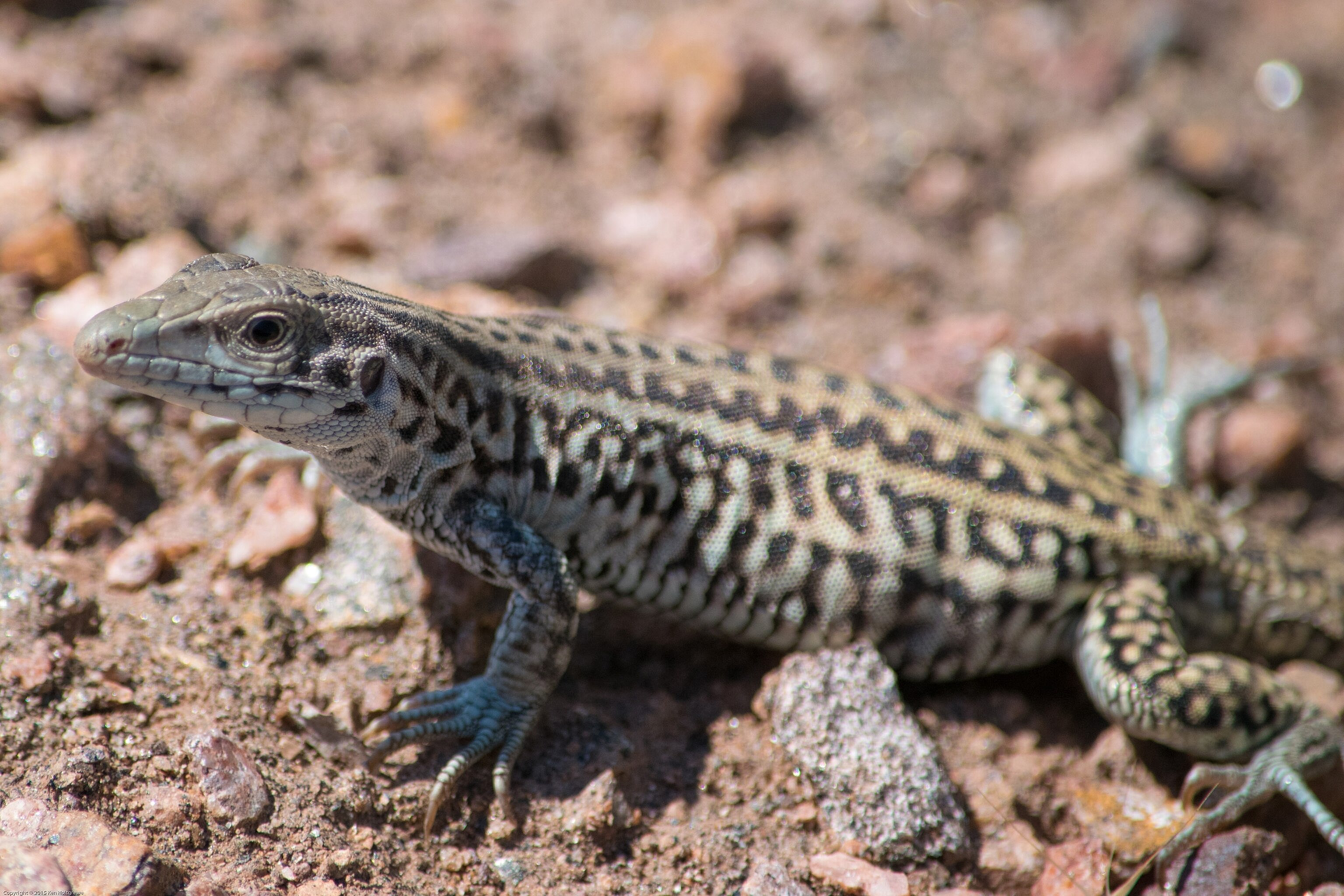 How wild animals cope with stress—from overeating to sleepless nights