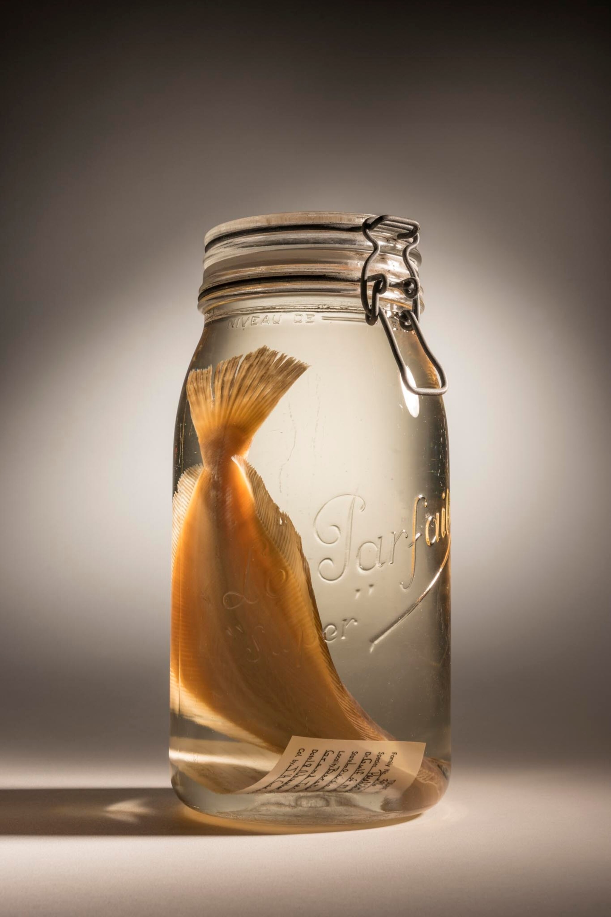 These surreal jarred fish tell an urgent story of extinction