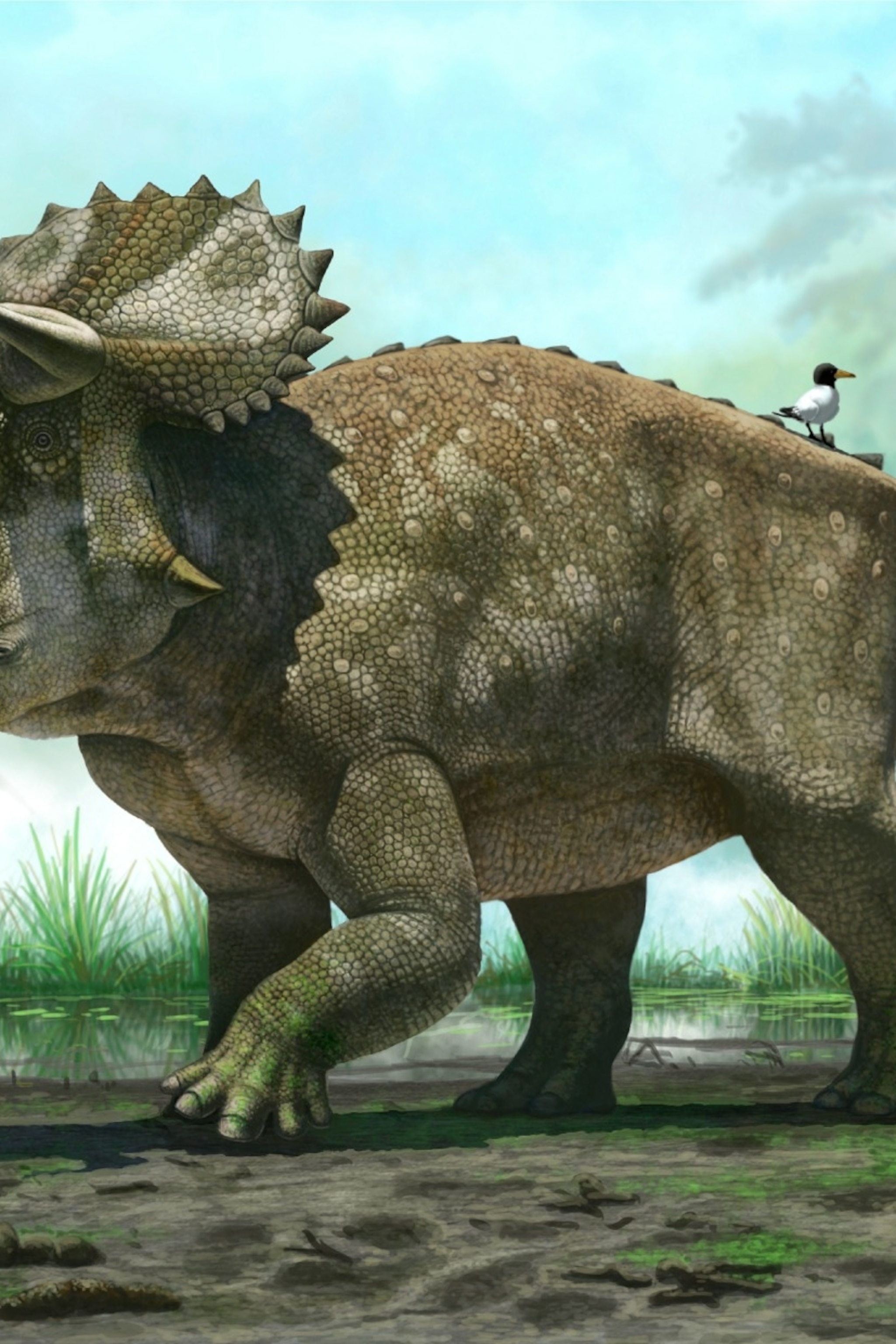Nasutoceratops Nasutoceratops Dinosaur Front View On White Background