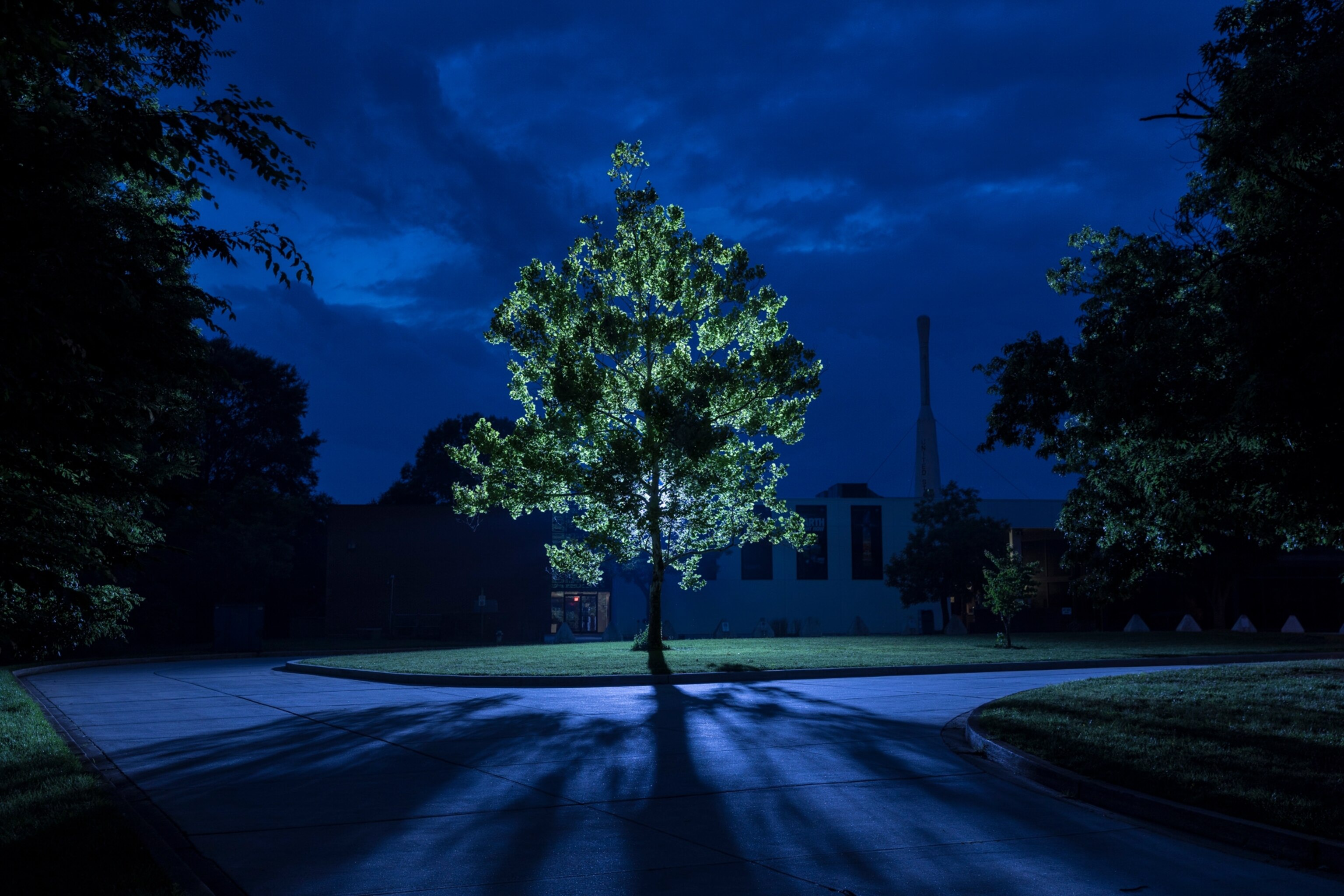 Where are the Apollo moon trees now?