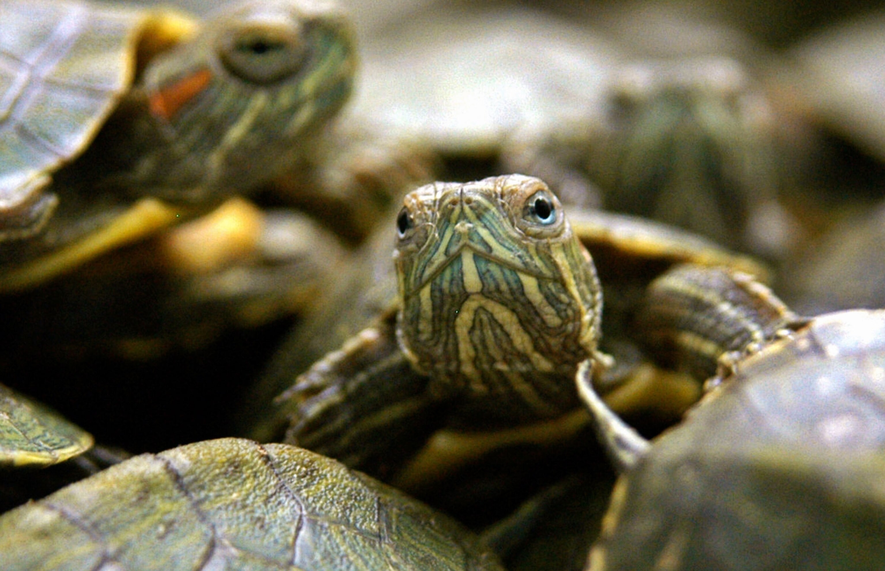 Crime Blotter: Turtle Smuggling, Illegal Logging, and More | National ...