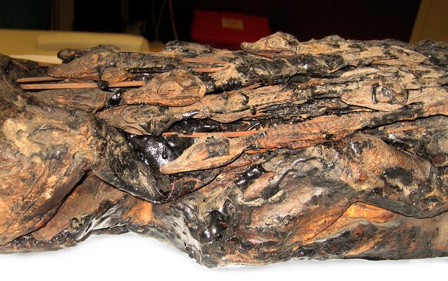 Mummy Alligator