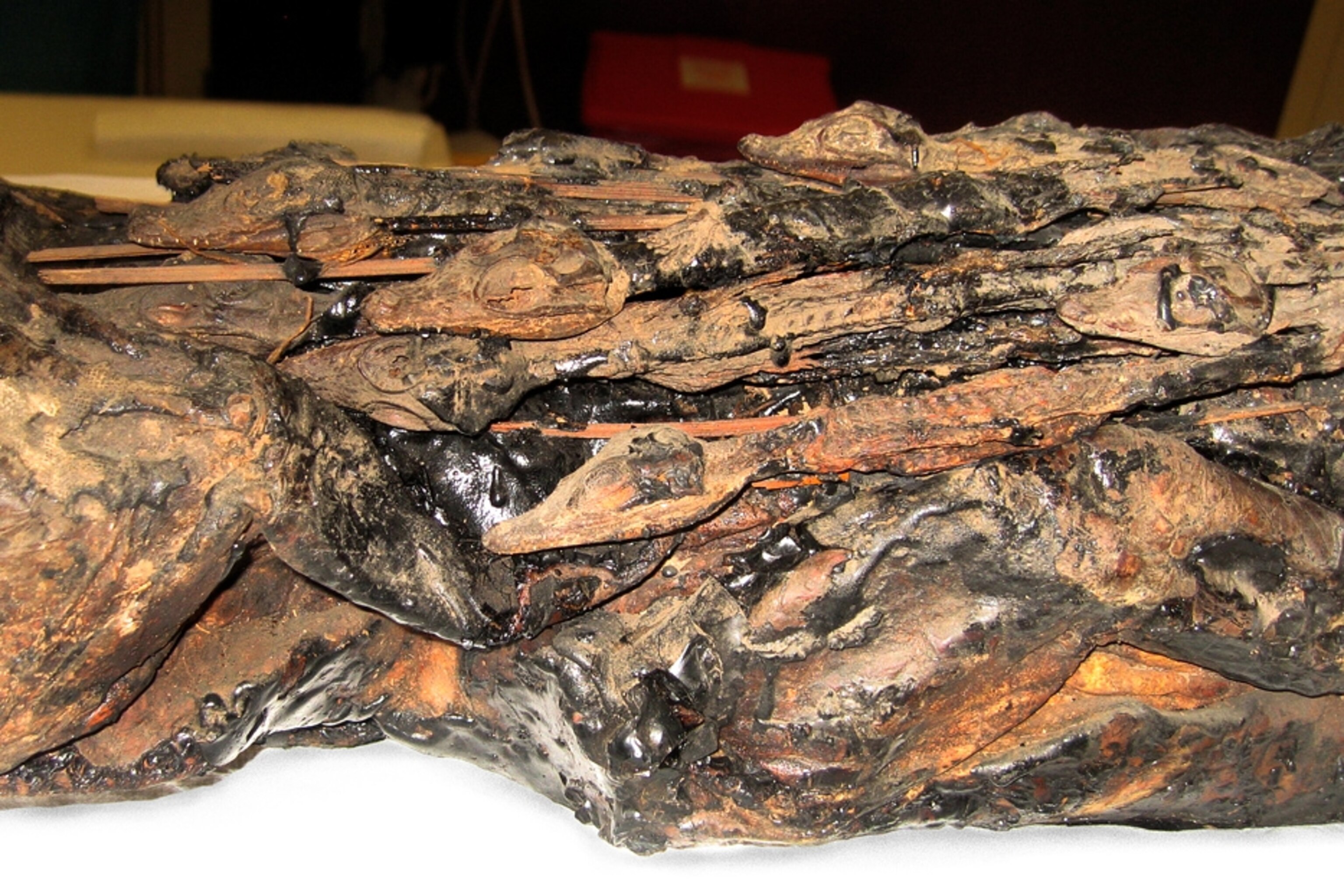 Pictures: Ancient Egypt Crocodile Mummies Revealed