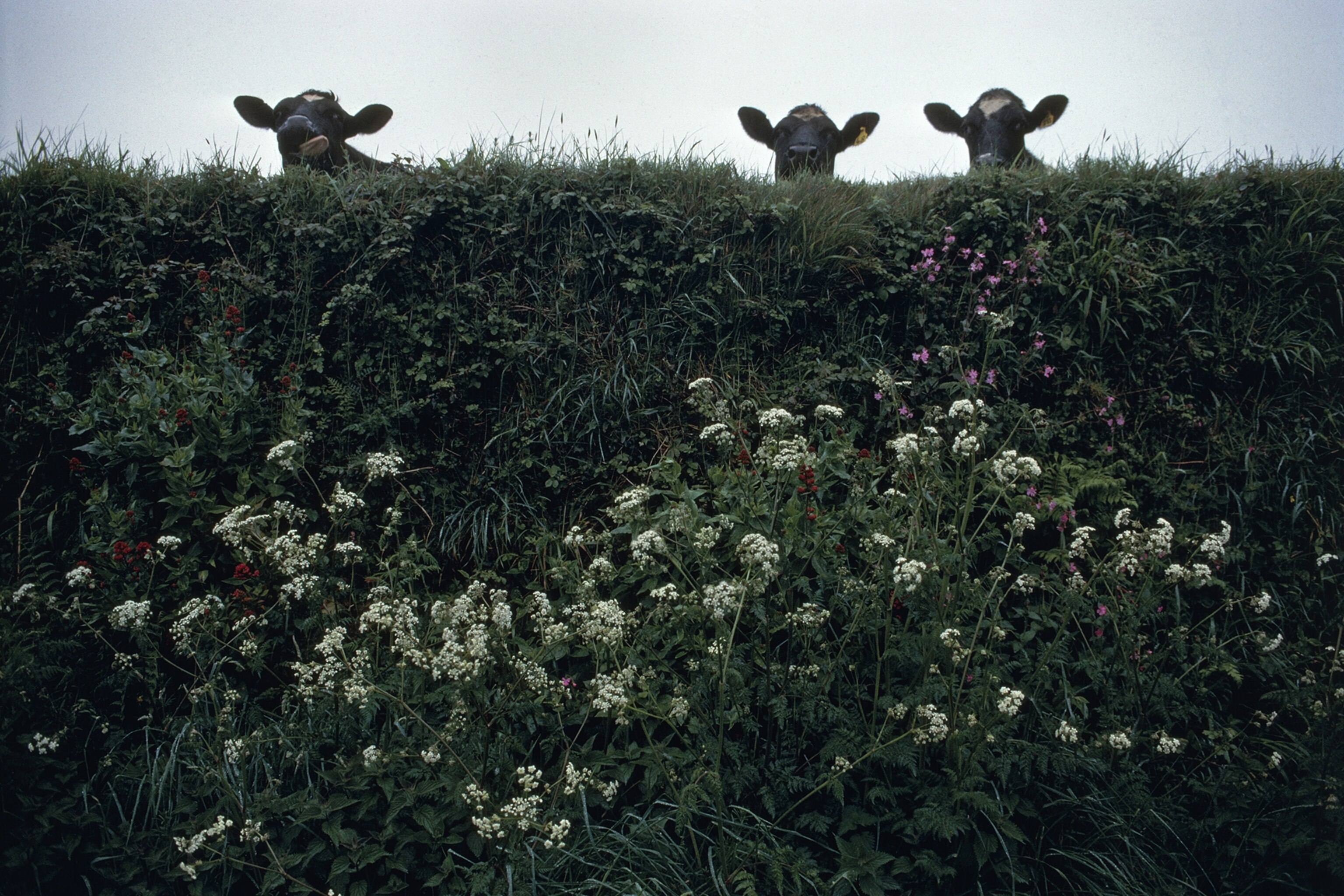 27 photos from the Nat Geo archives that turn back the clock