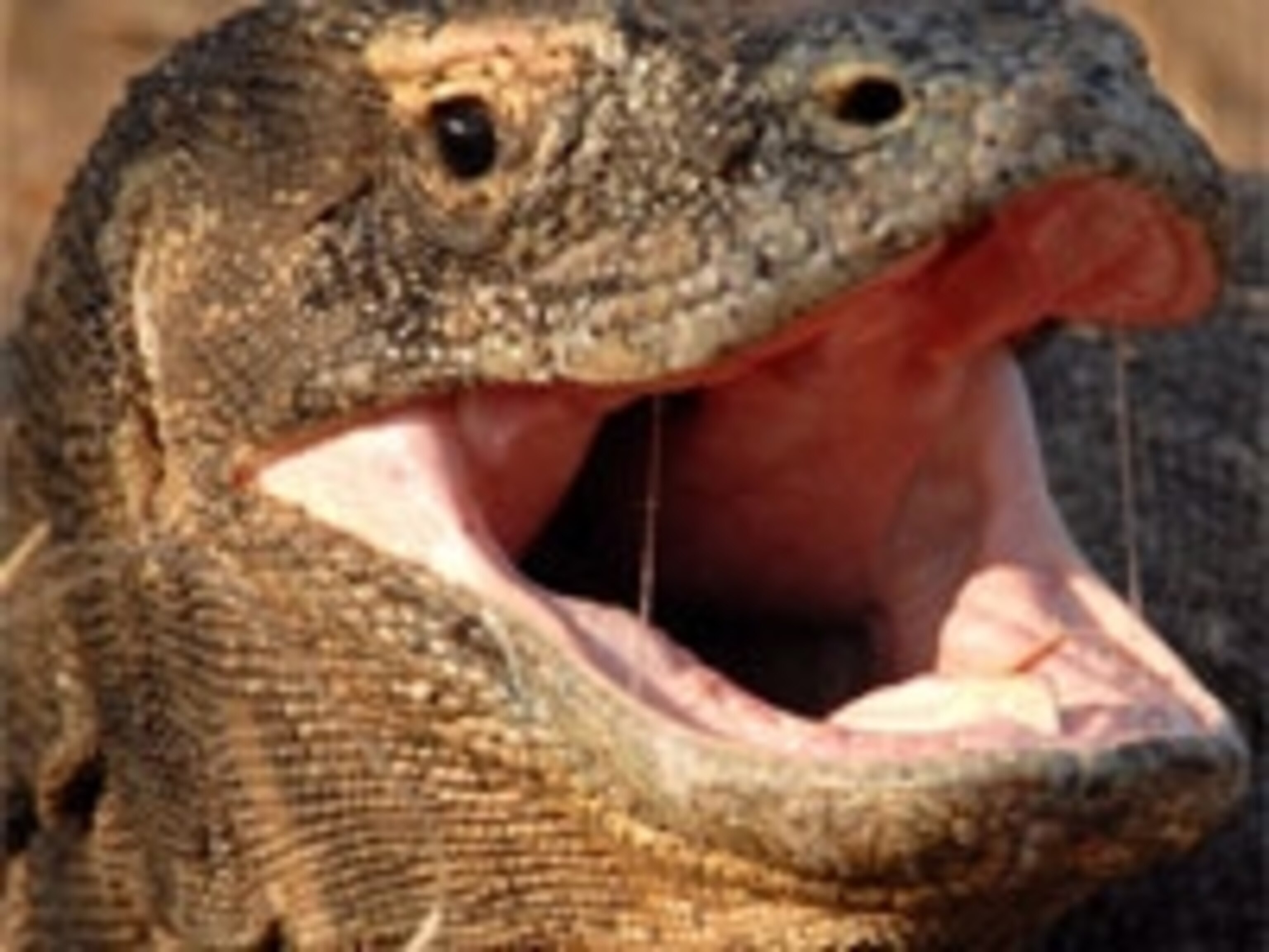 Lizard Tongue Texture