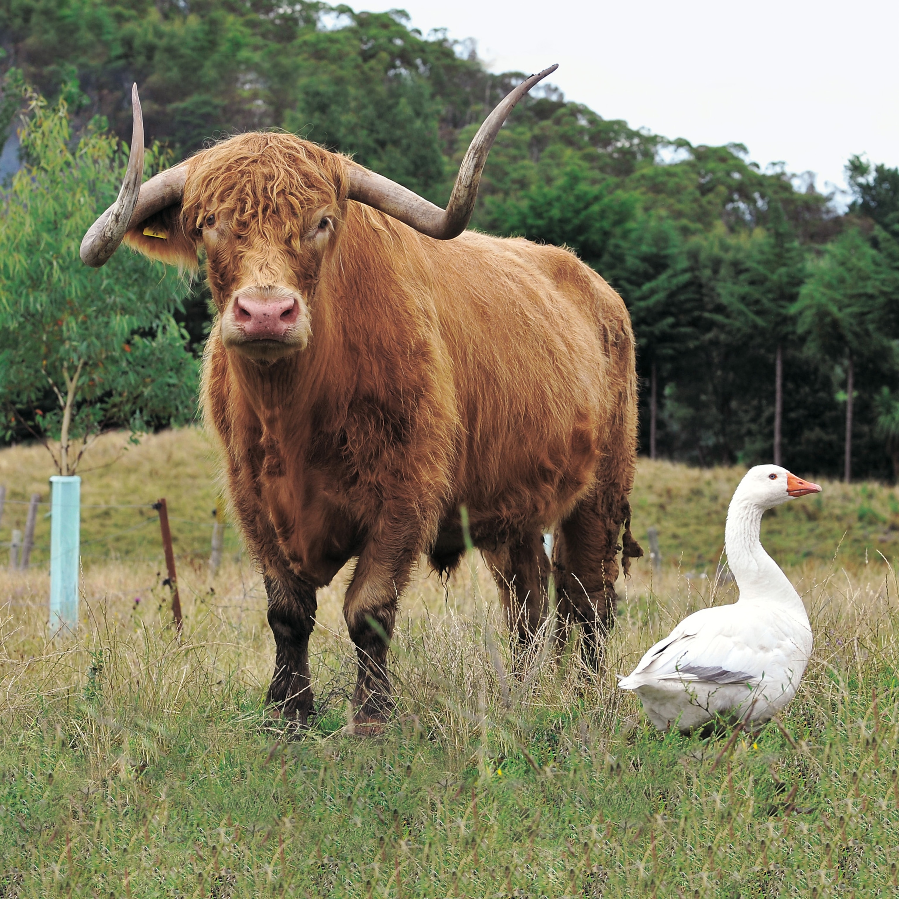 True Love: Surprising Photos of Animal Affection