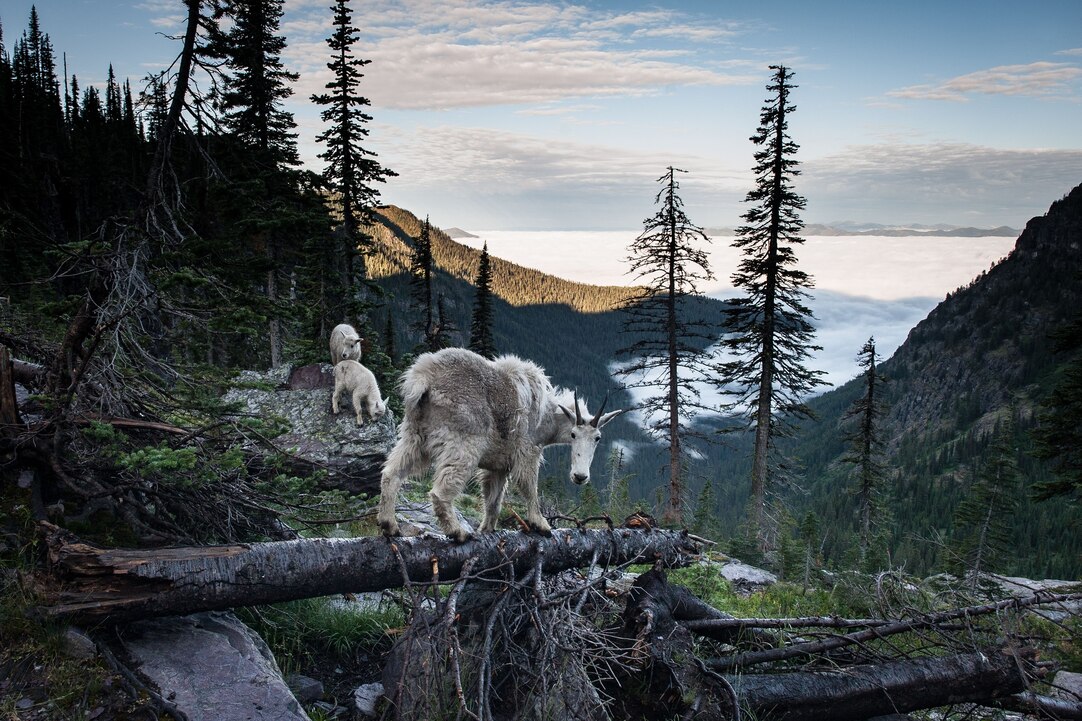 National Geographic Mountain Goat Olympic National Park Targeting