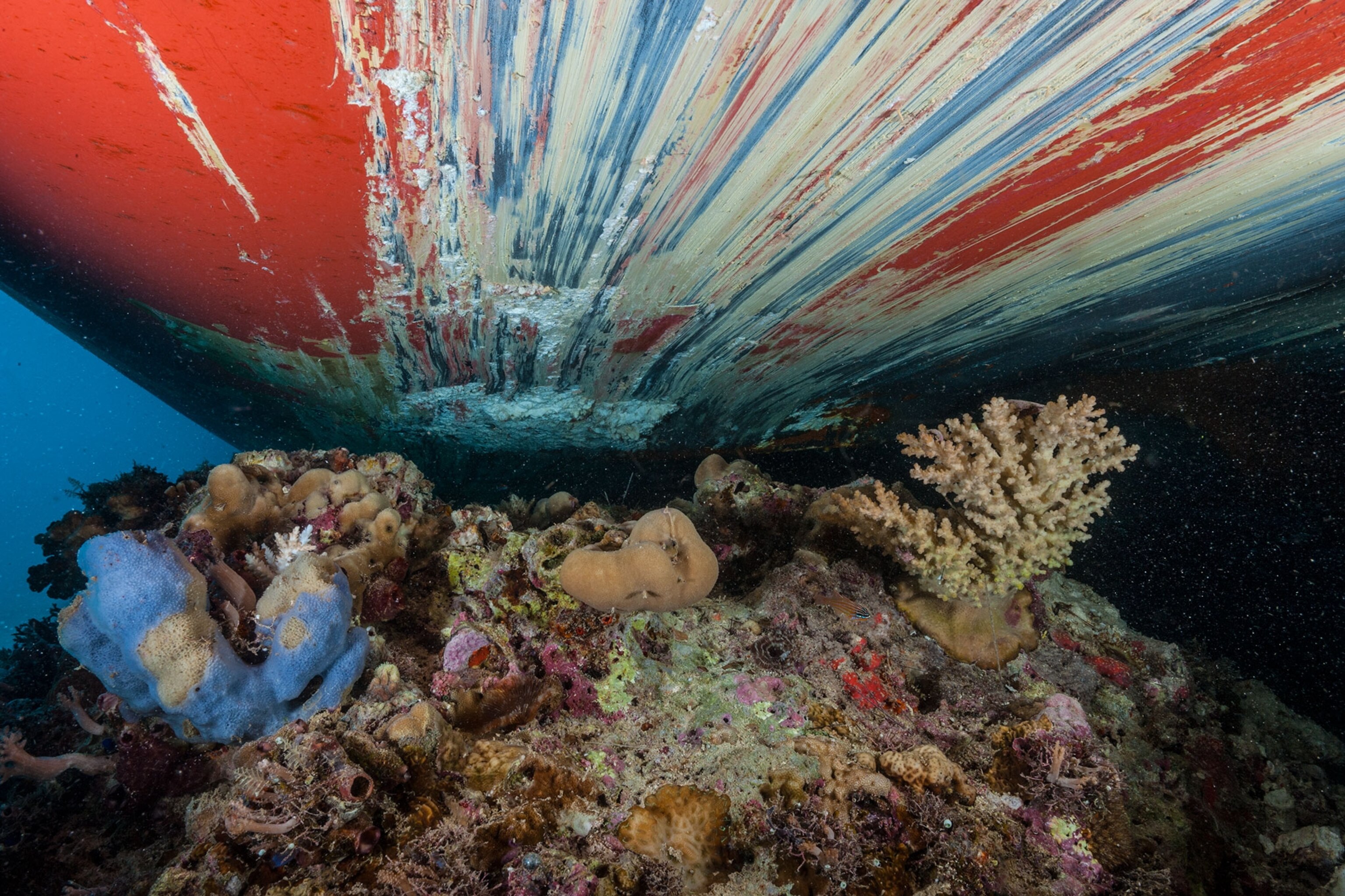 Photos Reveal Ship Damage to Coral Reef in Shark Sanctuary