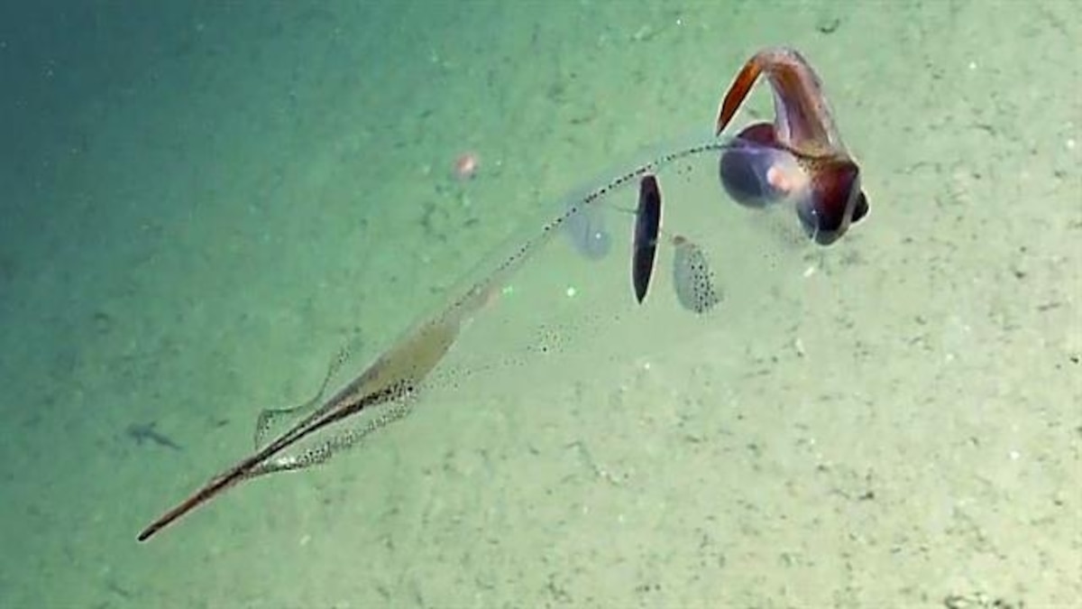 ‘Faceless’ Fish Seen for First Time in Over a Century | National Geographic