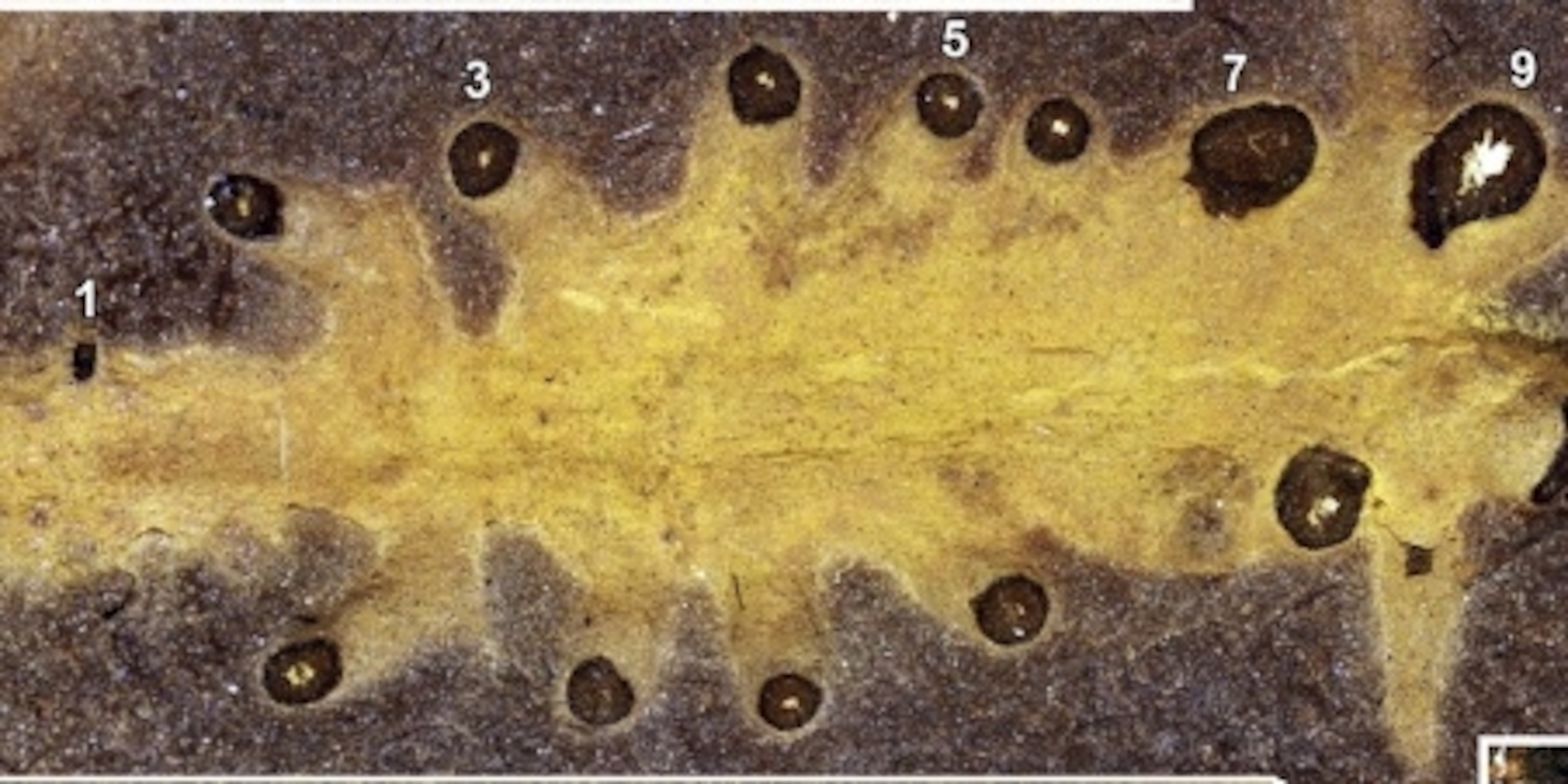 The Long-Lived Legacy of the Cambrian’s “Wonderful Life”