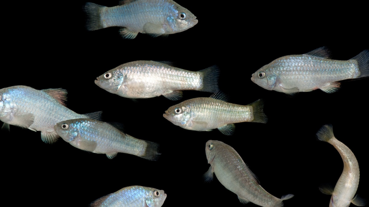 Desert-Dwelling Fish Can 'Hold Its Breath' for Five Hours | National ...