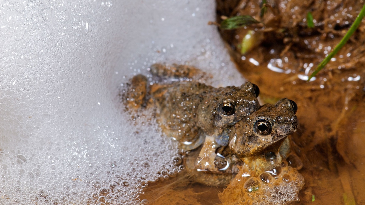 How Female Frogs Get Tricked Into Choosing An "Ugly" Mate | National ...