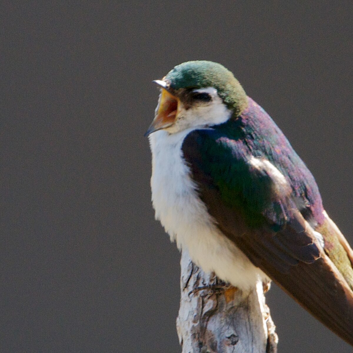 Violet-Green Swallow | National Geographic