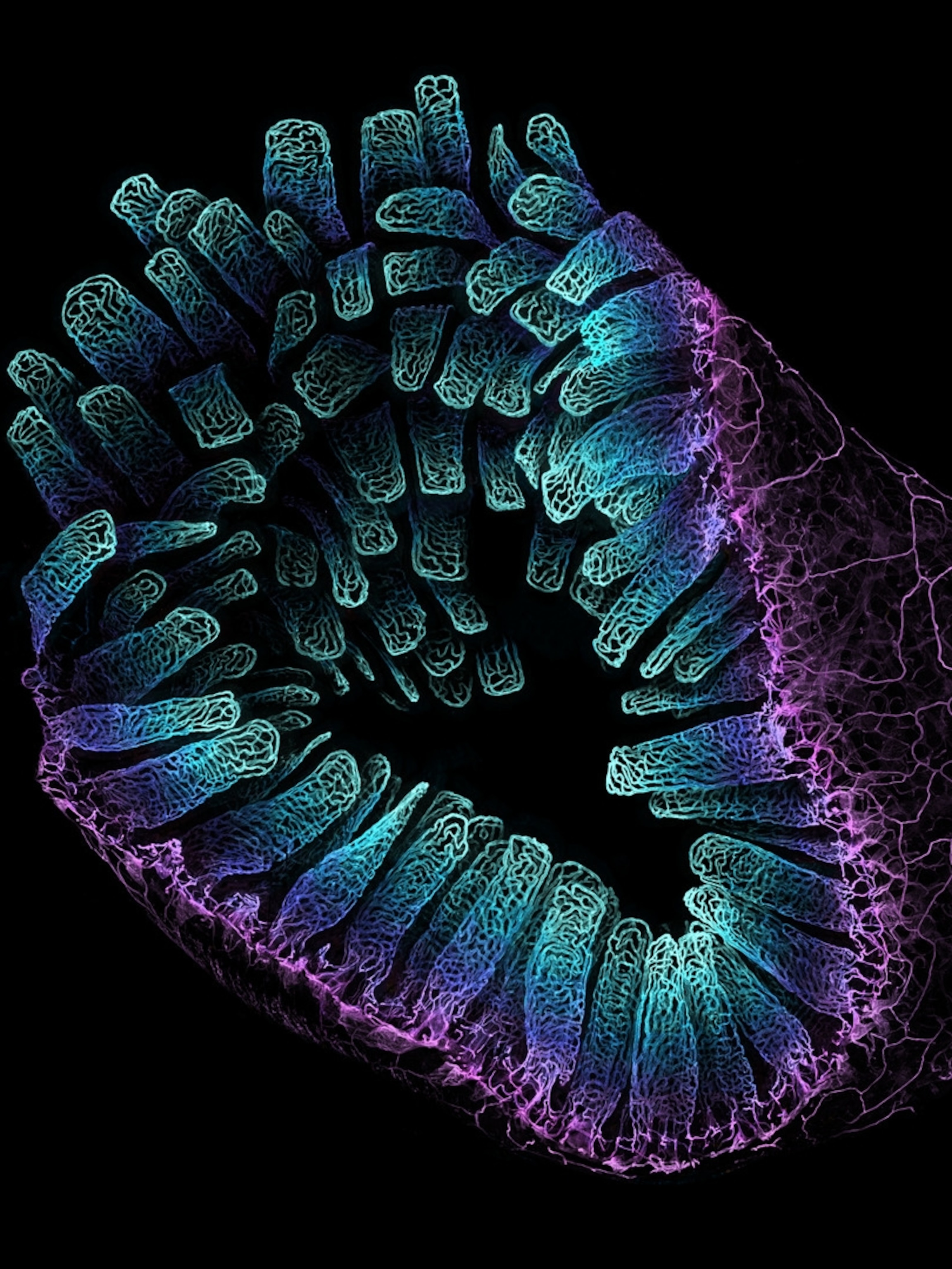 Striking pictures reveal the microscopic world’s hidden wonders