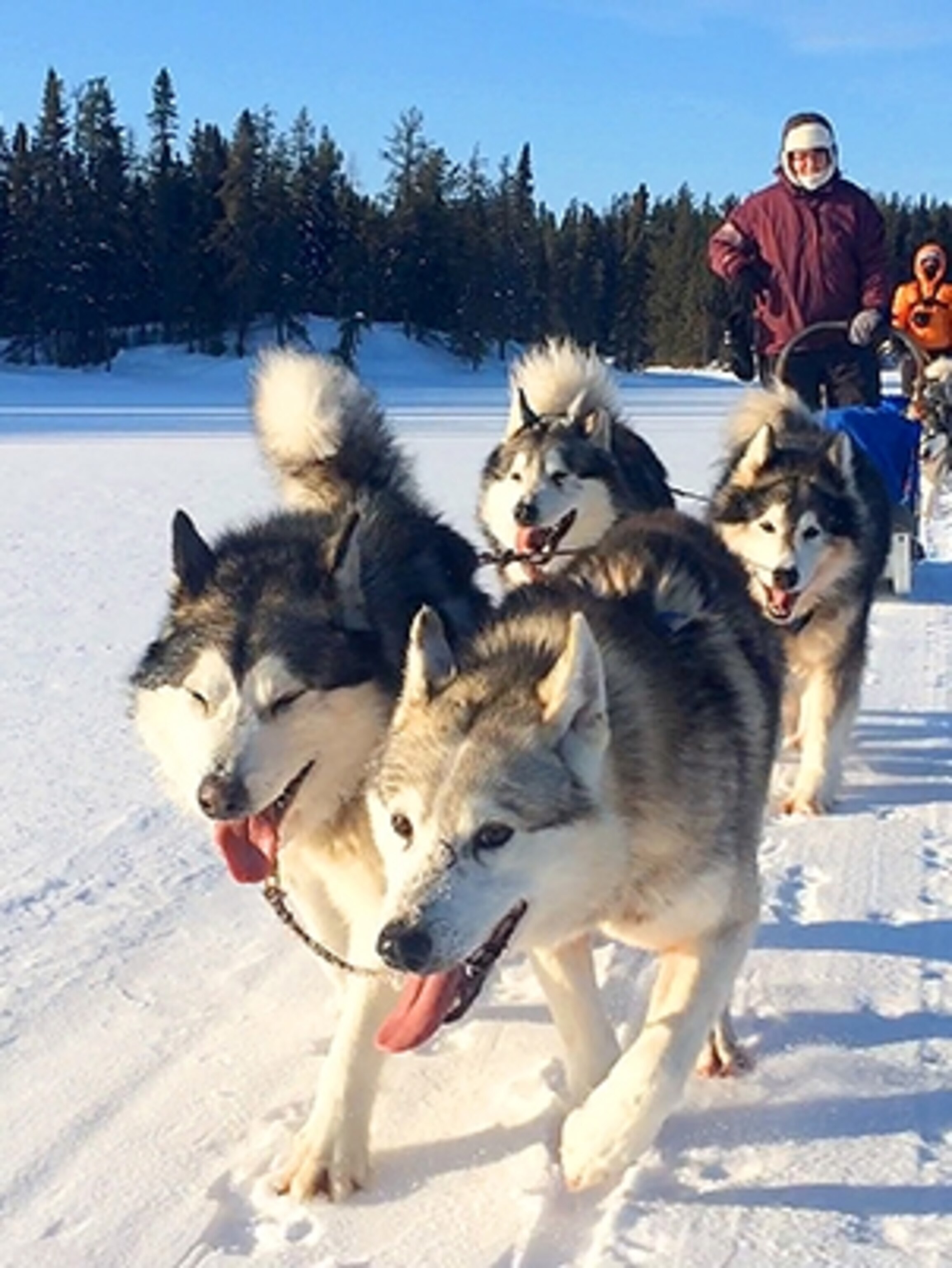 Can A Alaskan Husky Live In French Southern Territories