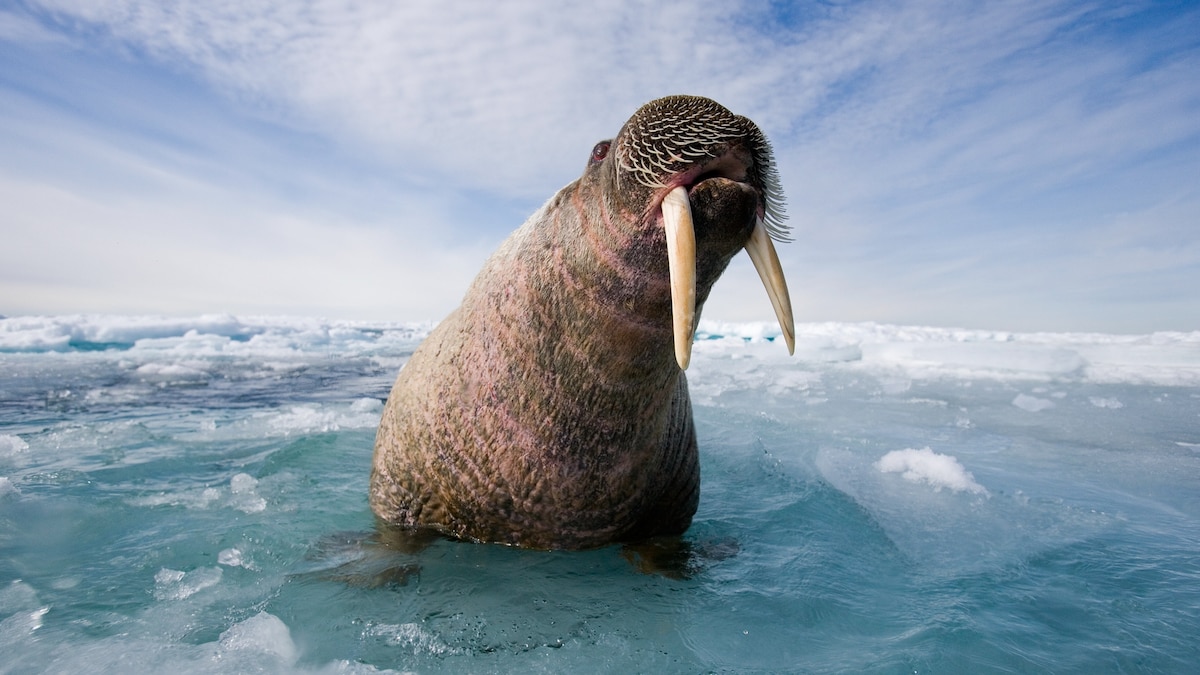 Unlike Footballs, These Animals Are Meant to Deflate | National Geographic