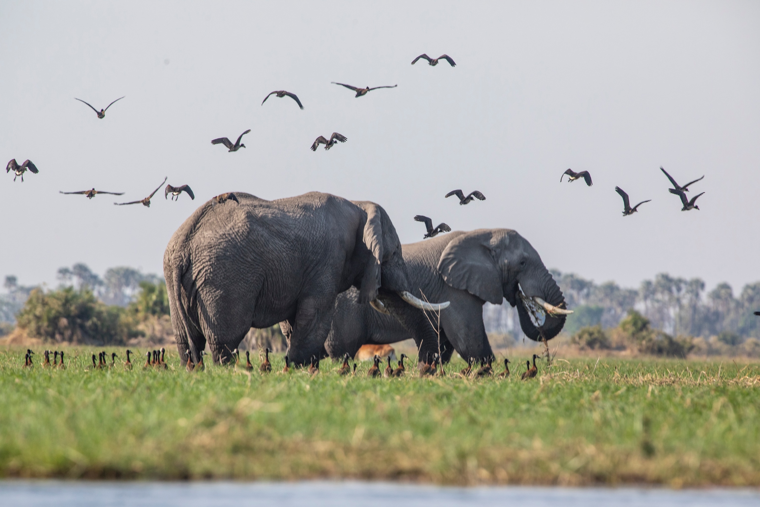 Steve Boyes traces life to its source in the Angolan Highlands