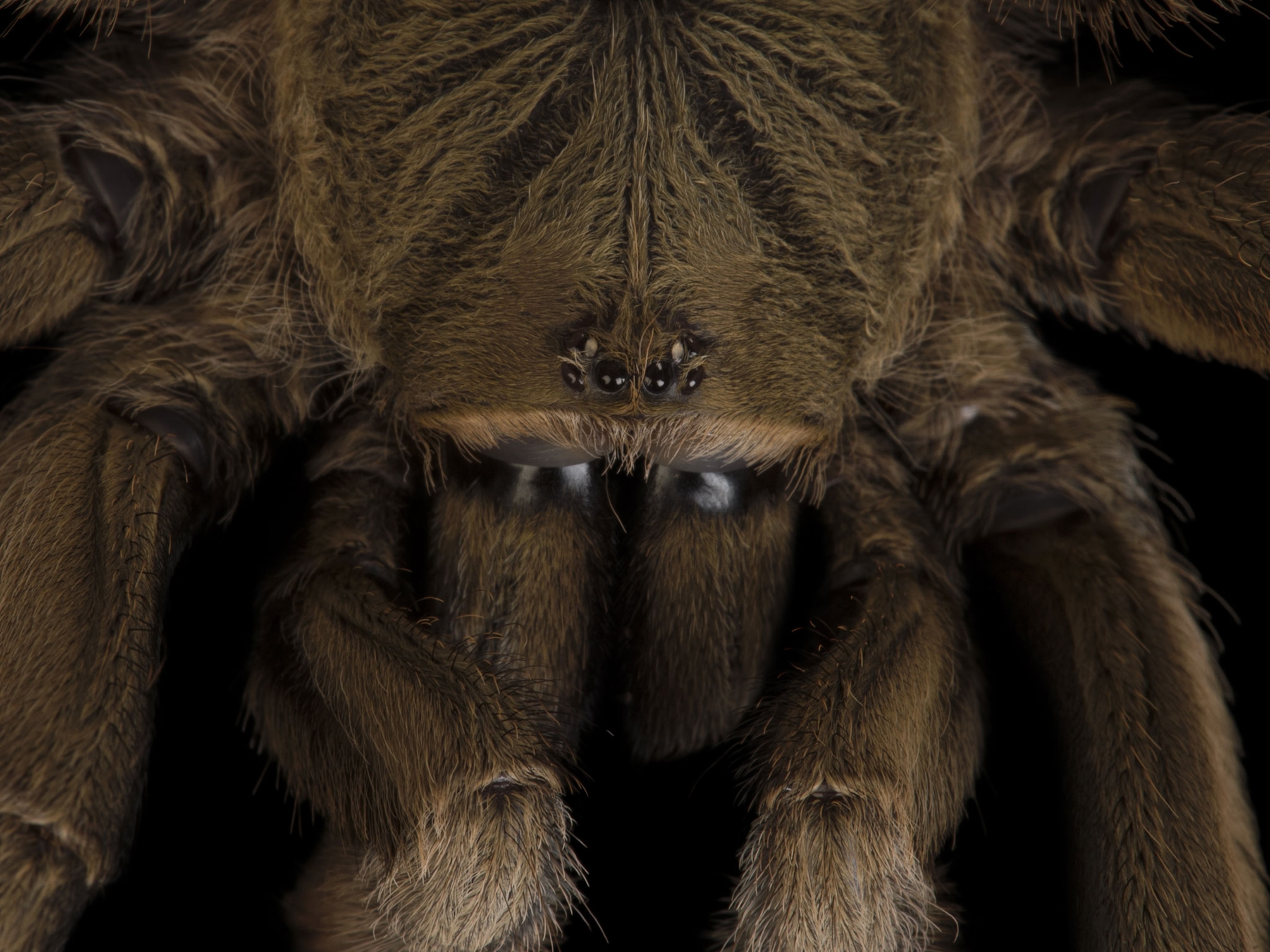 Skilpaddebarn Som Spiser Bo Burnham Spider (Extended)