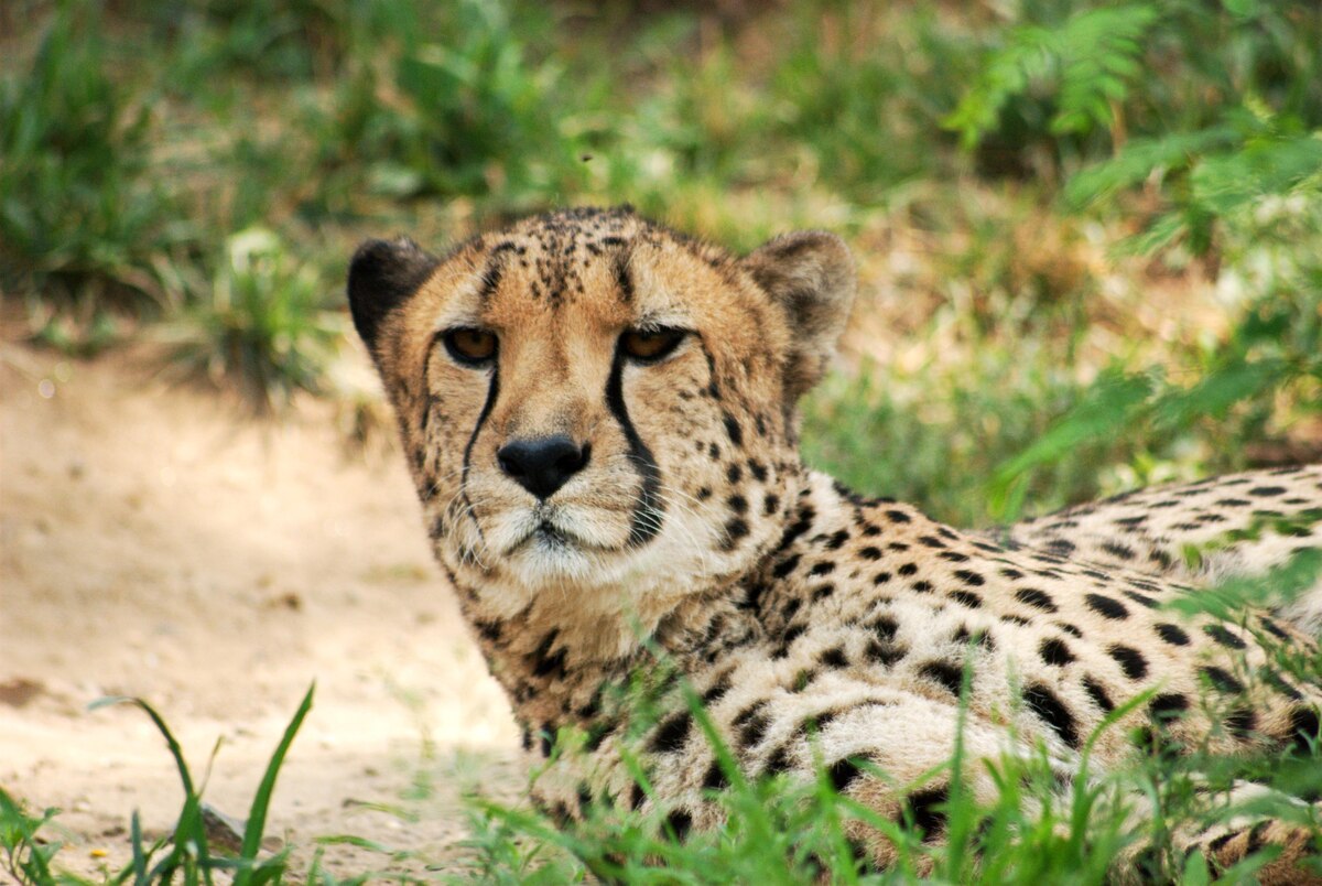 Life in the Slow(er) Lane: Revisiting the Long-Lost Giant Cheetah